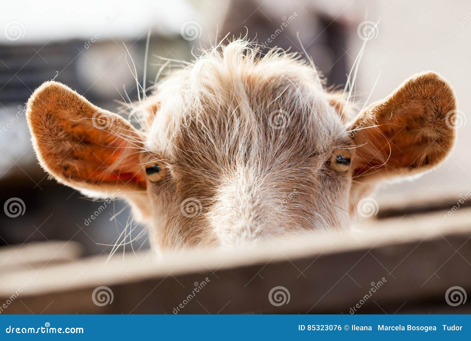 Goat Portrait with Green Background Stock Photo - Image of field ...