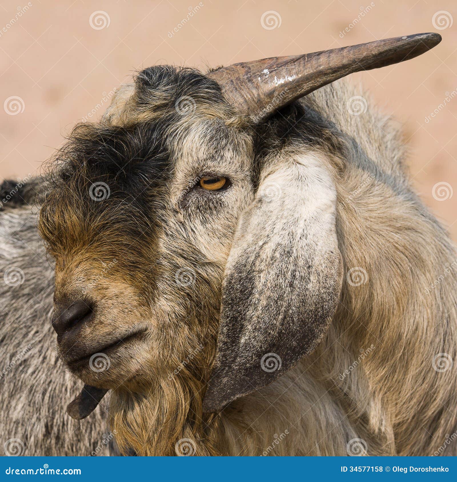 Goat portrait stock photo. Image of group, head, animal - 34577158