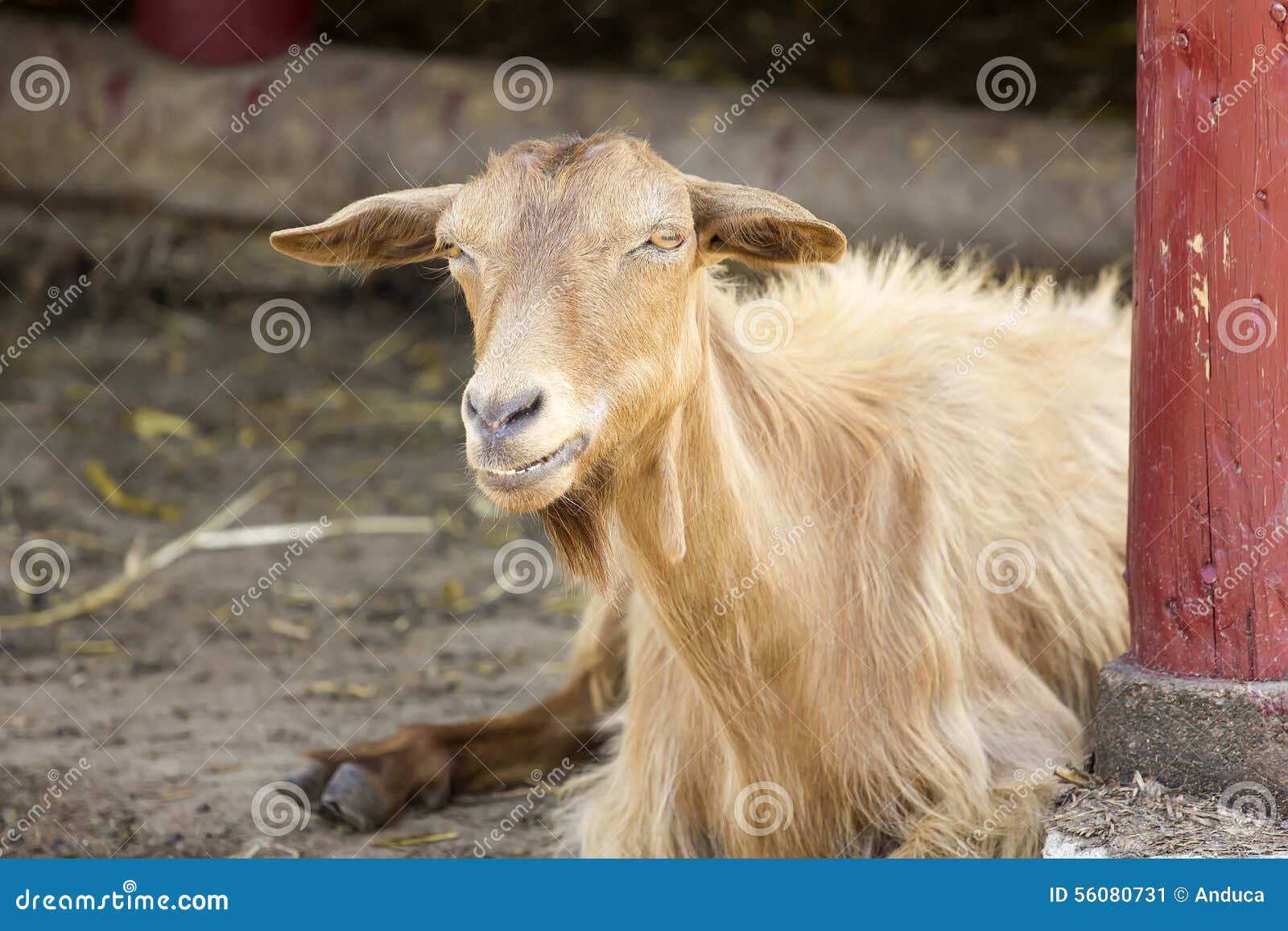 Goat portrait stock image. Image of furring, side, homestead - 56080731