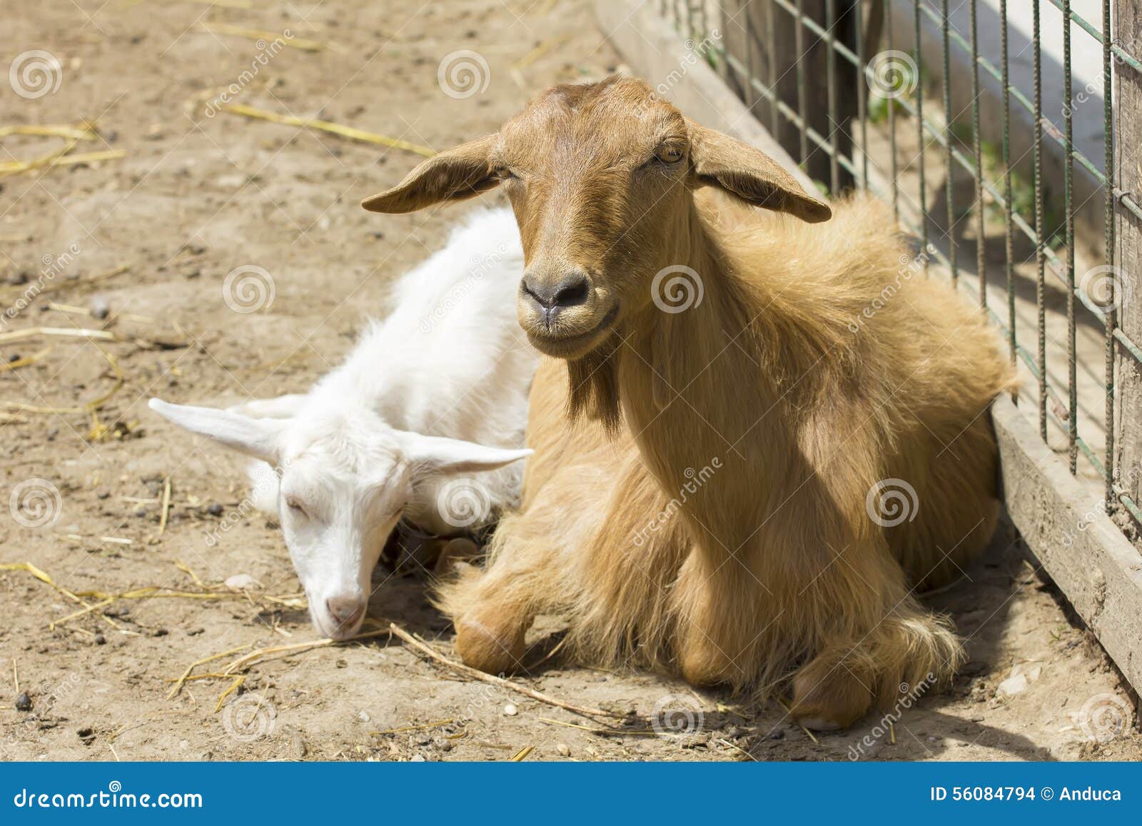 Goat portrait stock photo. Image of furring, region, goat - 56084794
