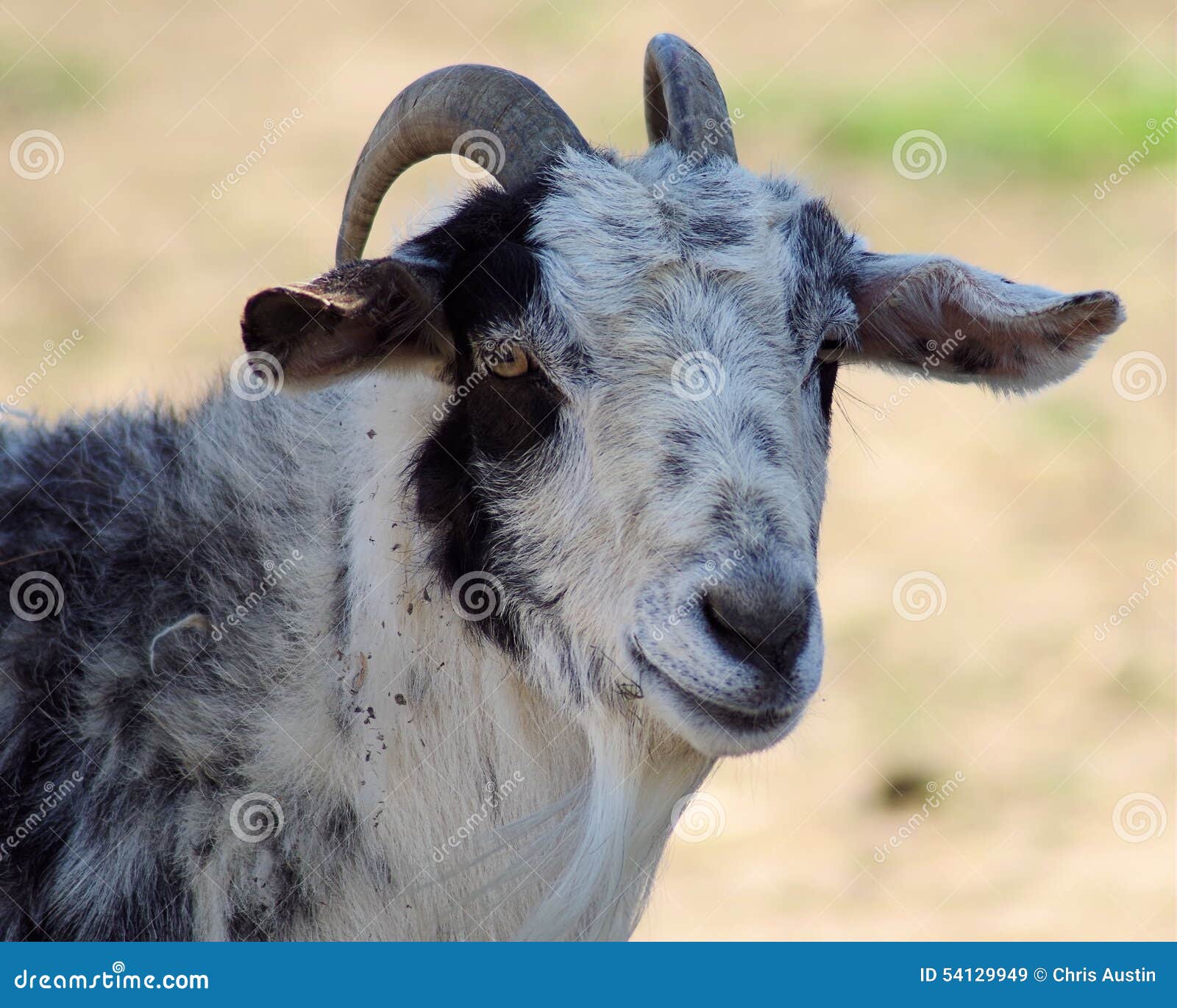 Goat Portrait stock image. Image of cheese, looking, farm - 54129949