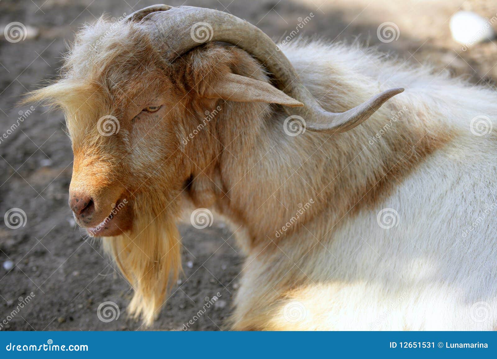 Goat Portrait Redhead and White Wool Colors Stock Image - Image of horn ...