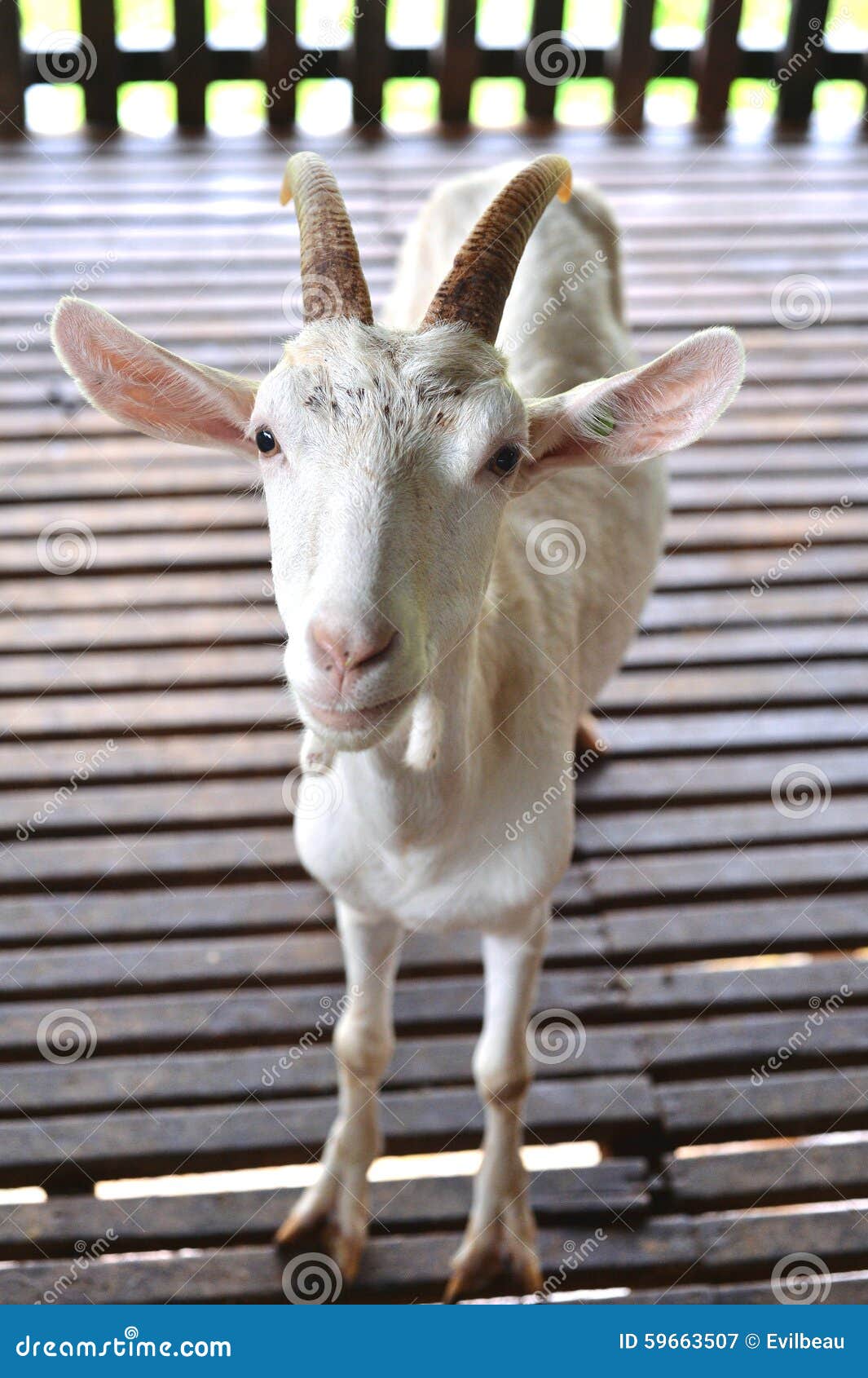 Goat stock image. Image of mammal, people, farmland, beautiful - 59663507
