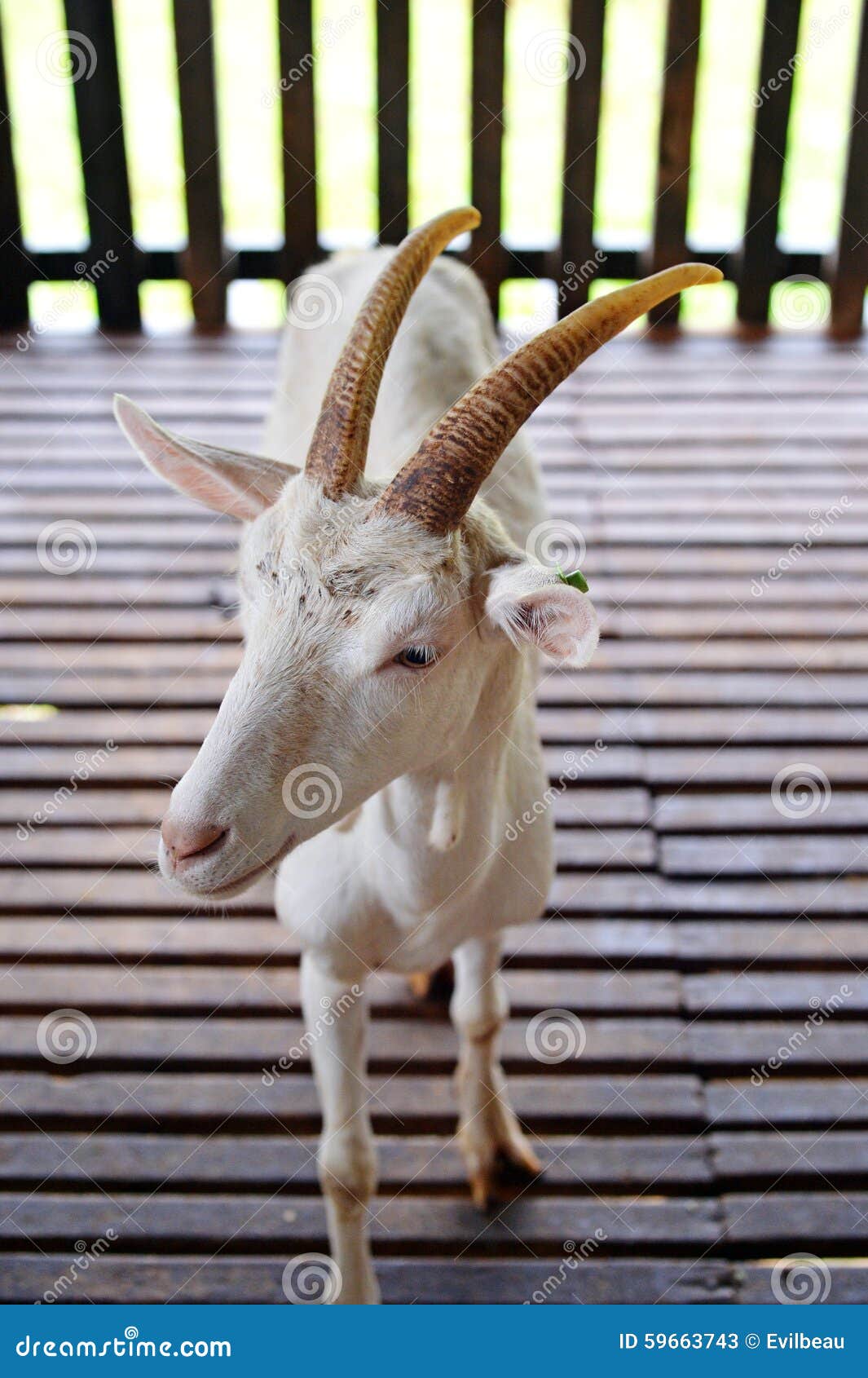 Goat stock image. Image of domestic, goats, portrait - 59663743