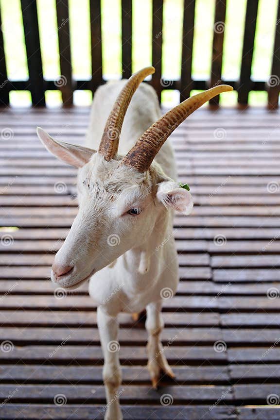 Goat stock image. Image of domestic, goats, portrait - 59663743