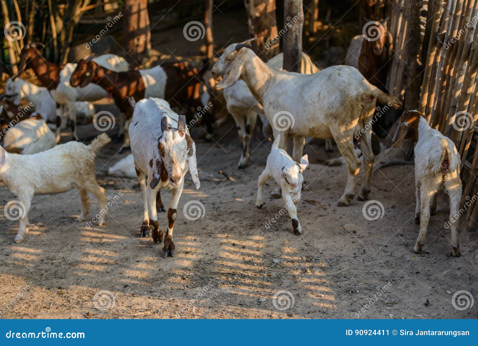 Goat portrait in stall stock image. Image of agriculture - 90924411