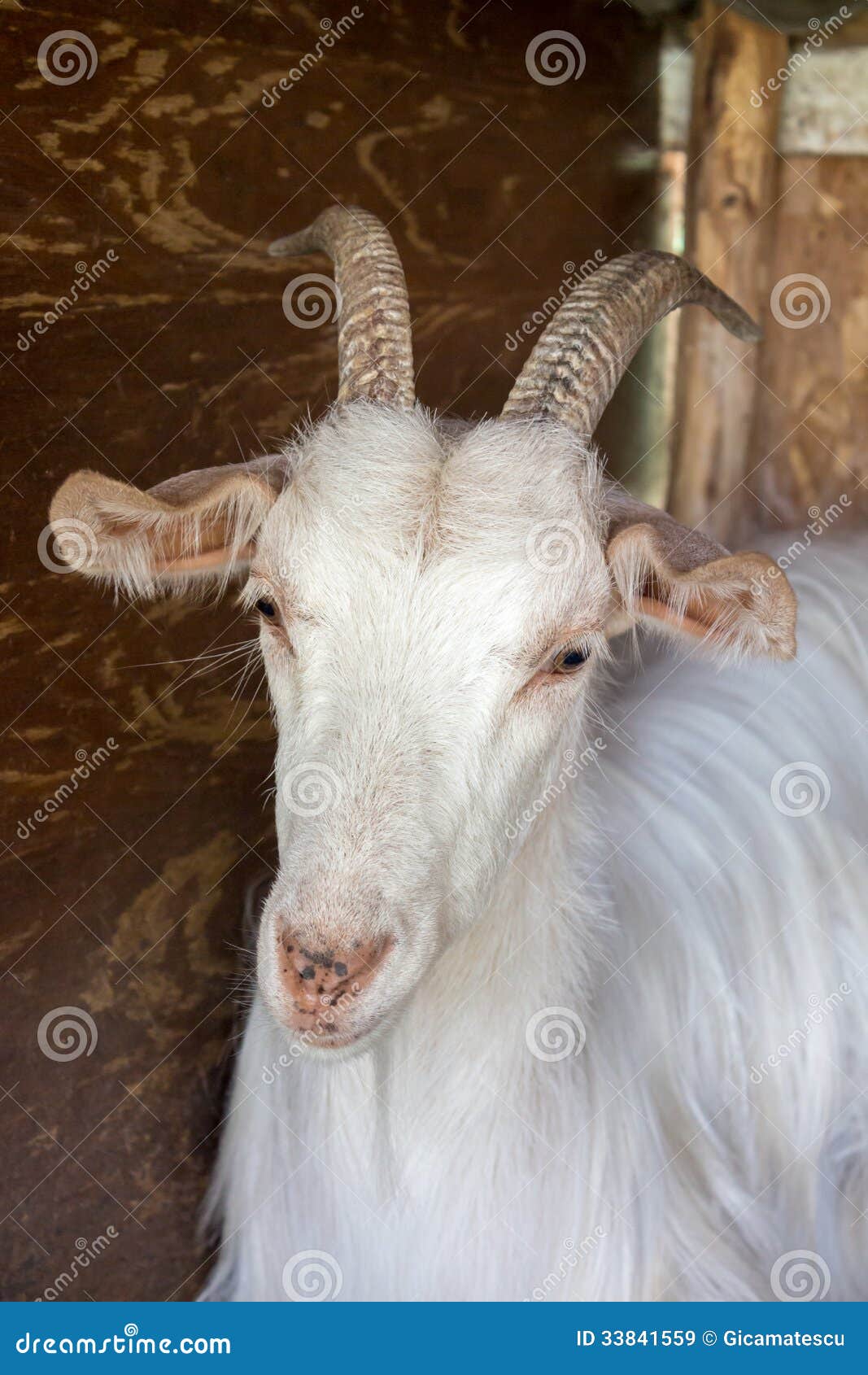 Goat portret stock image. Image of scenery, eyes, domestic - 33841559