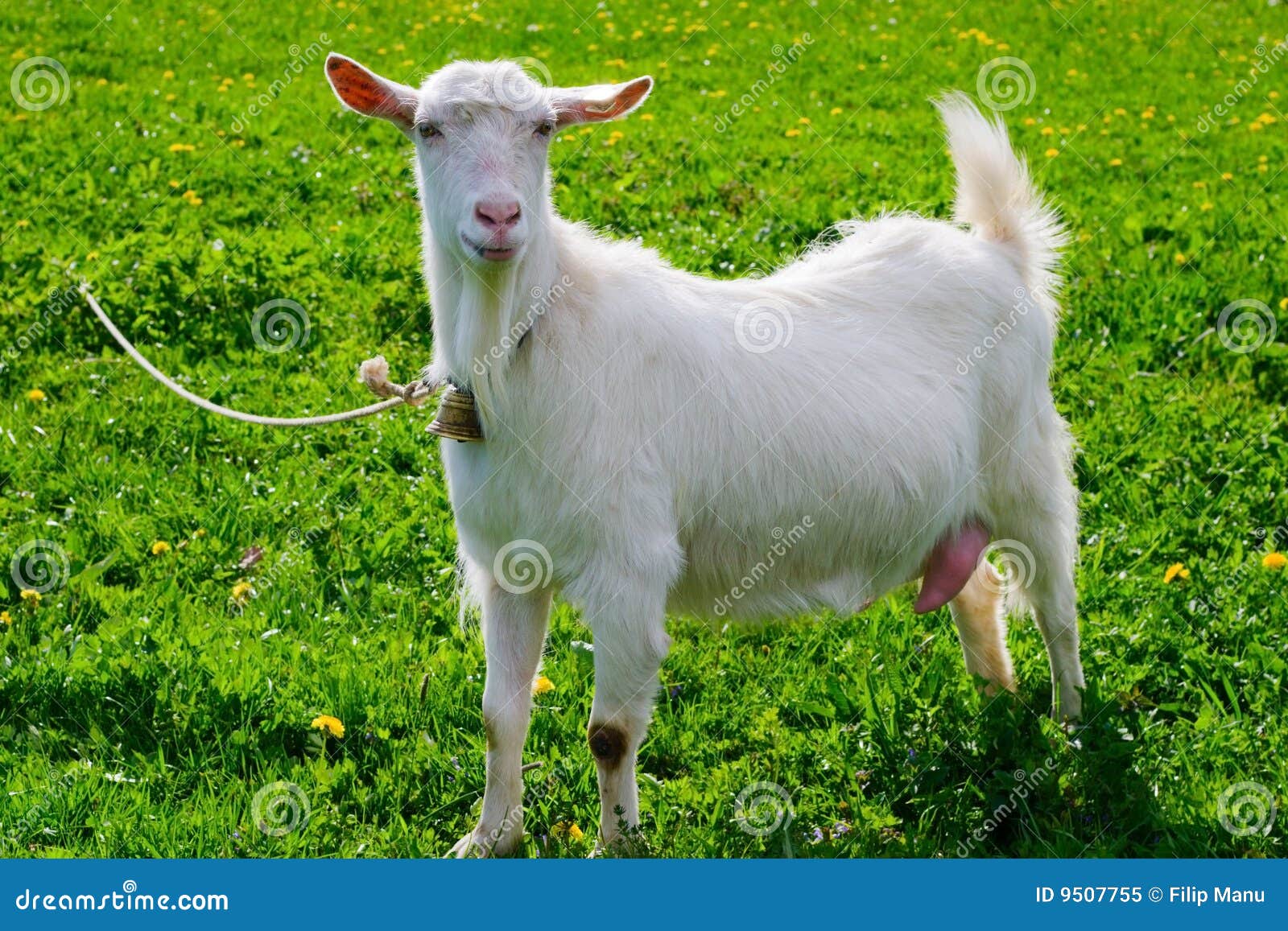 Goat posing stock image. Image of natural, animal, sunset - 9507755