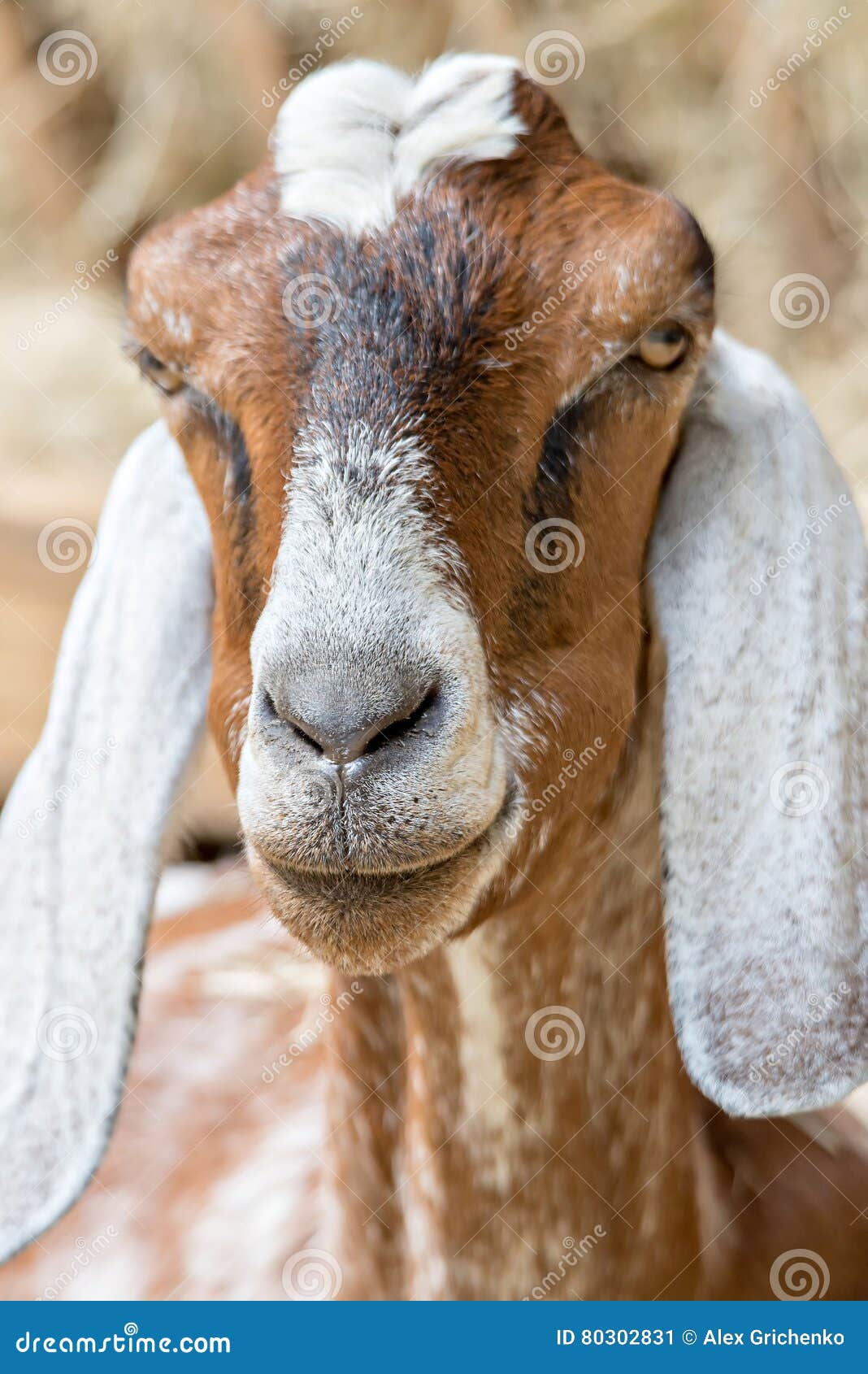 Goat Posing at a Country Farm Stock Image - Image of food, farm: 80302831