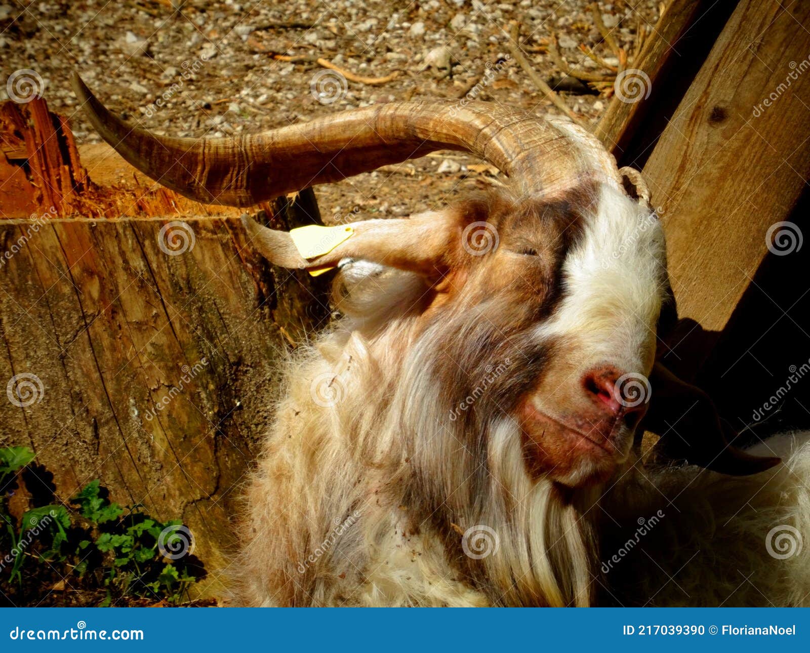 Goat in the sun stock photo. Image of herd, posing, mammal - 217039390