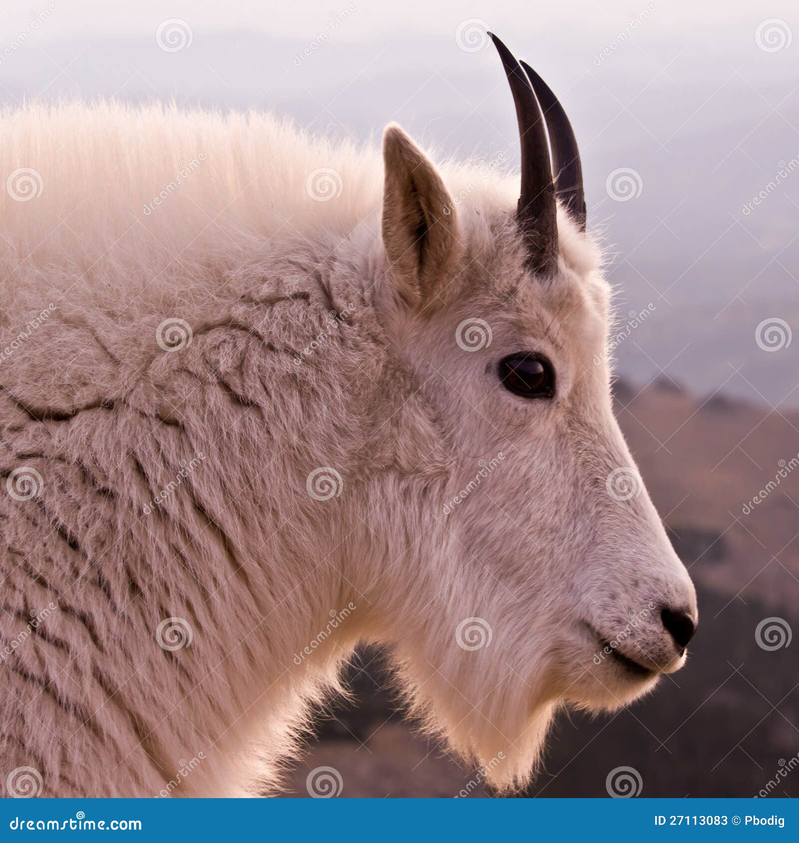 Goat Profile stock image. Image of colorado, mammal, horns - 27113083