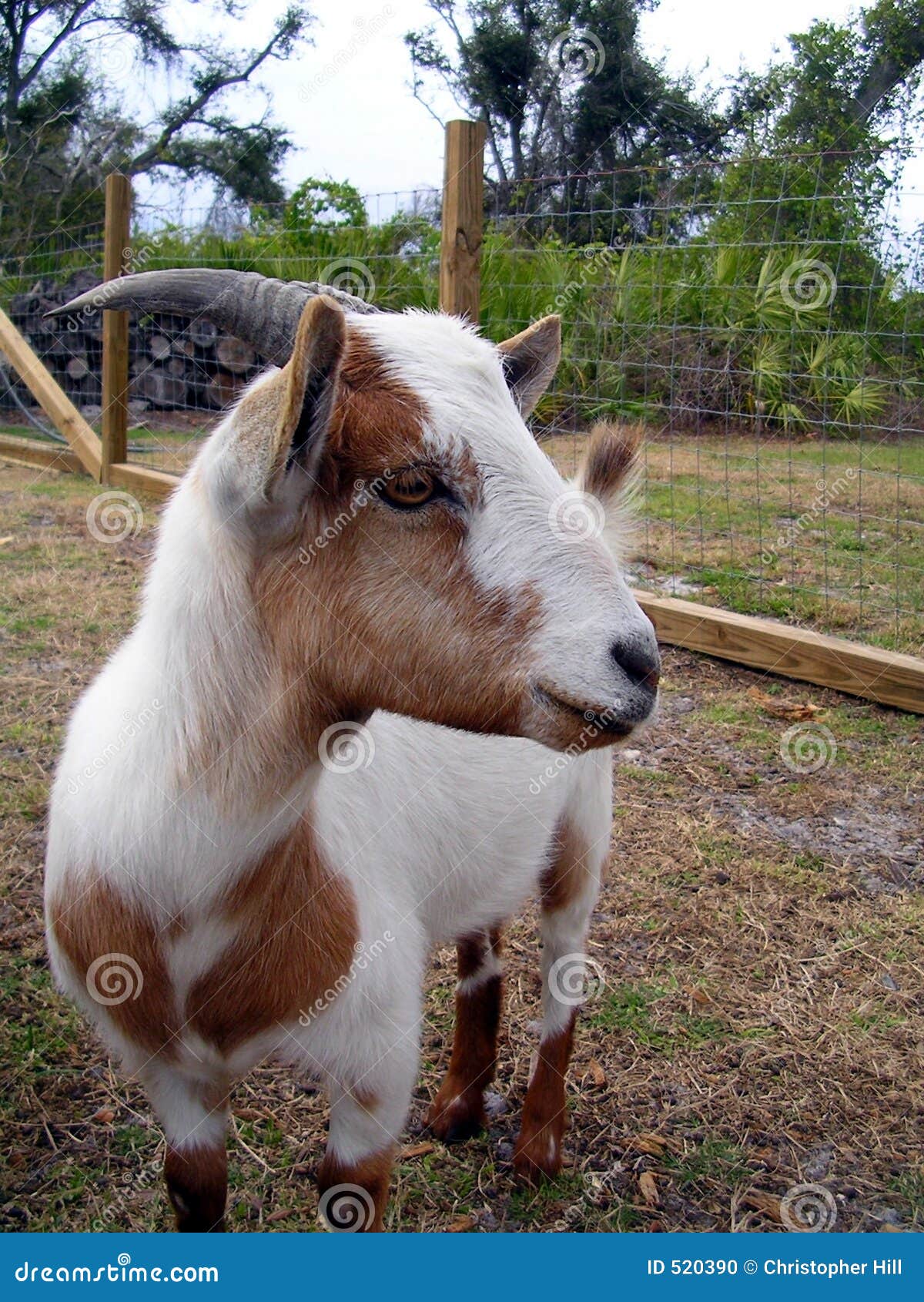 Goat Profile stock photo. Image of brown, goats, milk, horns - 520390