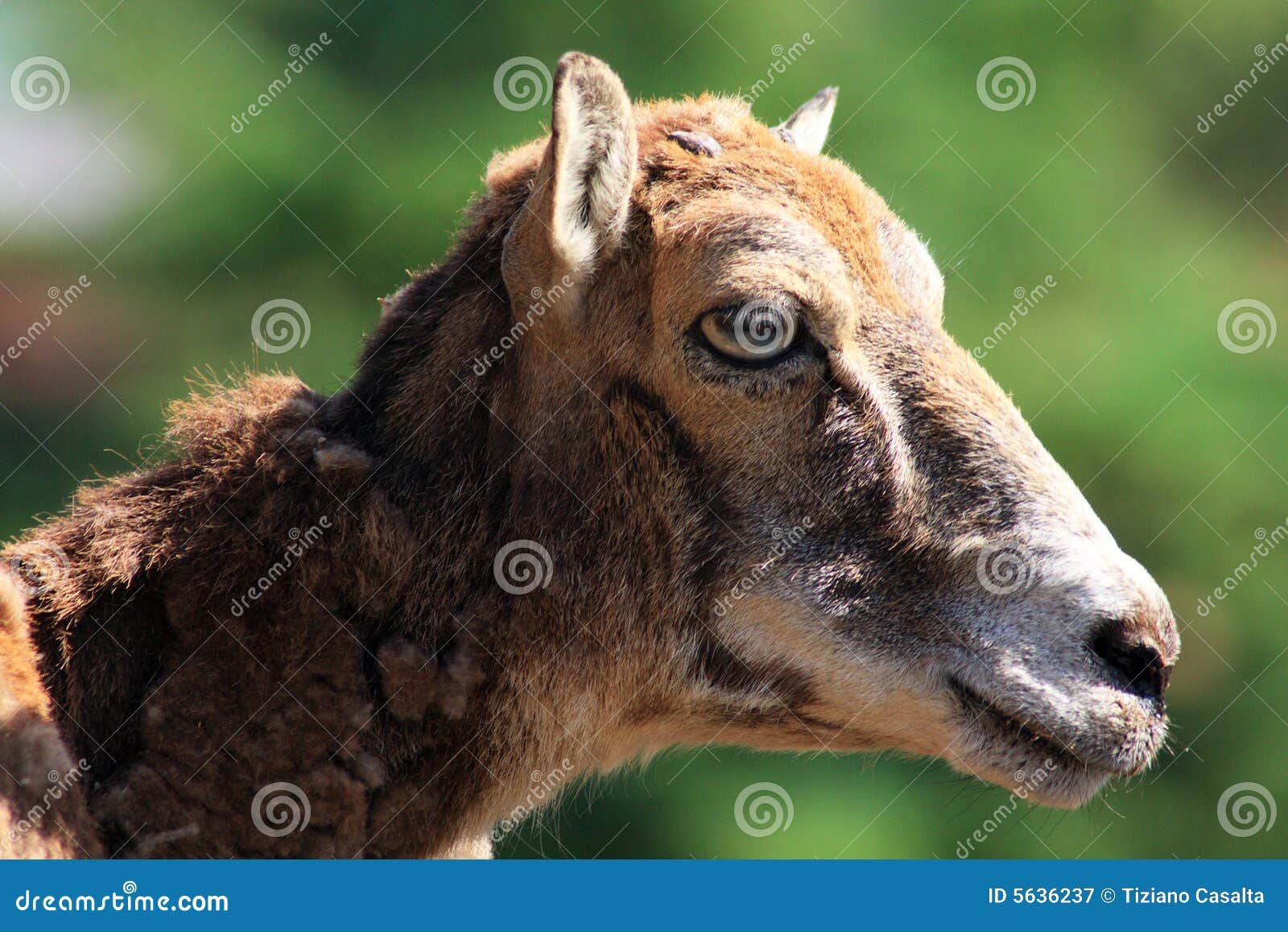 Goat profile stock image. Image of closeup, farming, livestock - 5636237