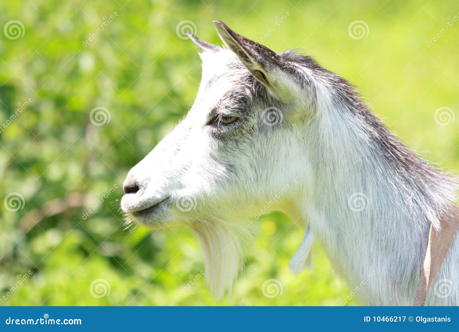 Goat Profile on the Green Background Stock Image - Image of staring ...