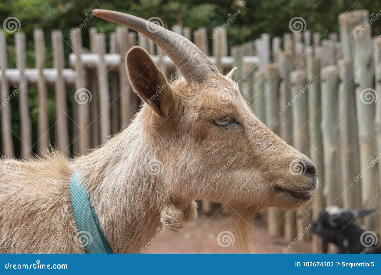 Goat profile stock photo. Image of horned, snout, face - 102674302