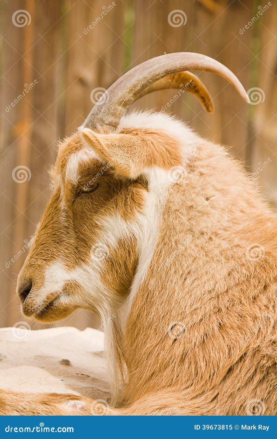 Goat in profile stock image. Image of hair, farm, mammal - 39673815