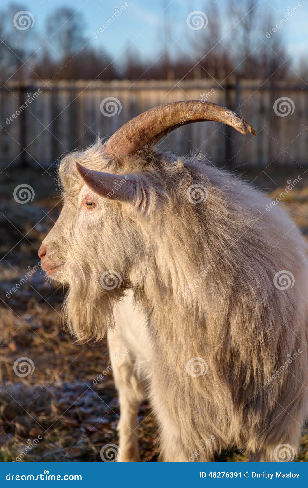 Goat in profile stock image. Image of head, rural, goat - 48276391