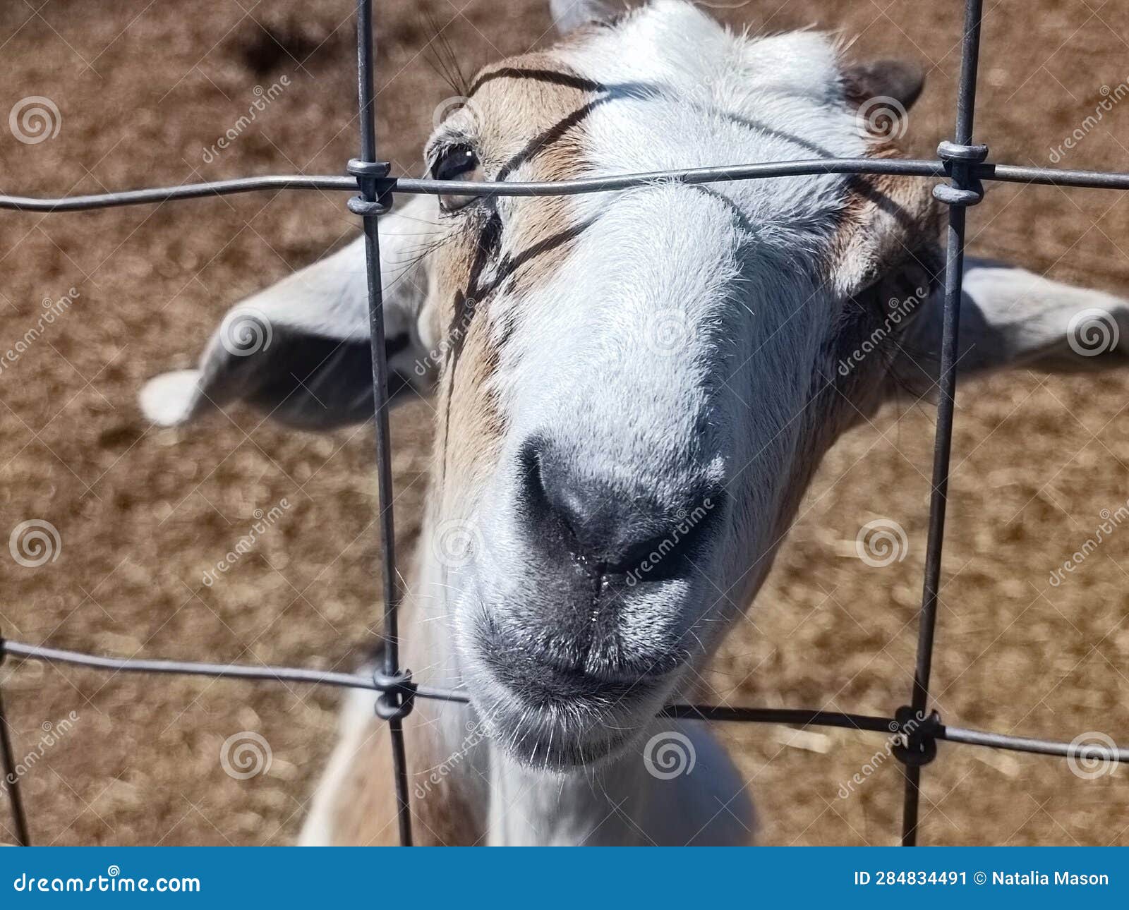 Goat Pushing Its Face through a Wire Fence Stock Image - Image of ...