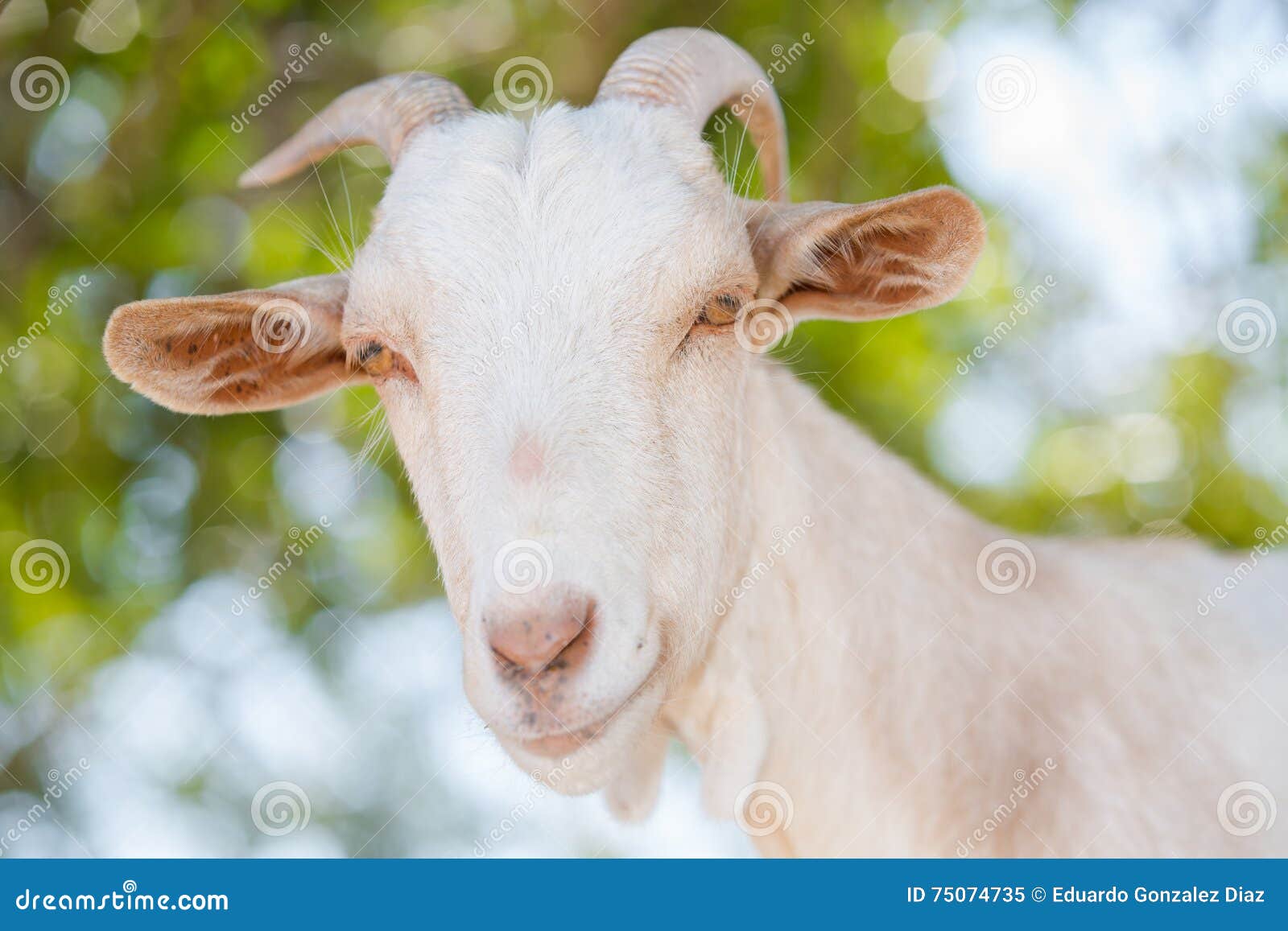 Goat Pyrenees stock image. Image of wilderness, ibex - 75074735