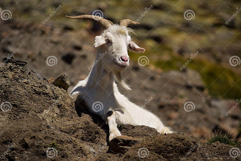 Goat in the Pyrenees stock photo. Image of outdoor, animal - 130755024