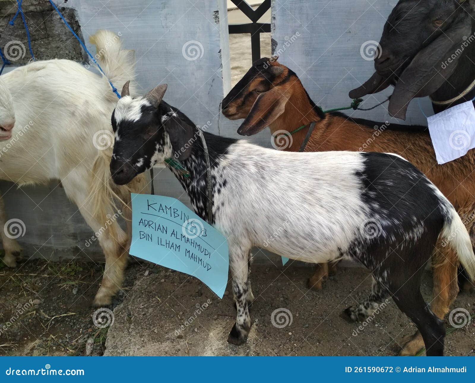 Goat for Qurban Iedul Adha stock photo. Image of qurban - 261590672