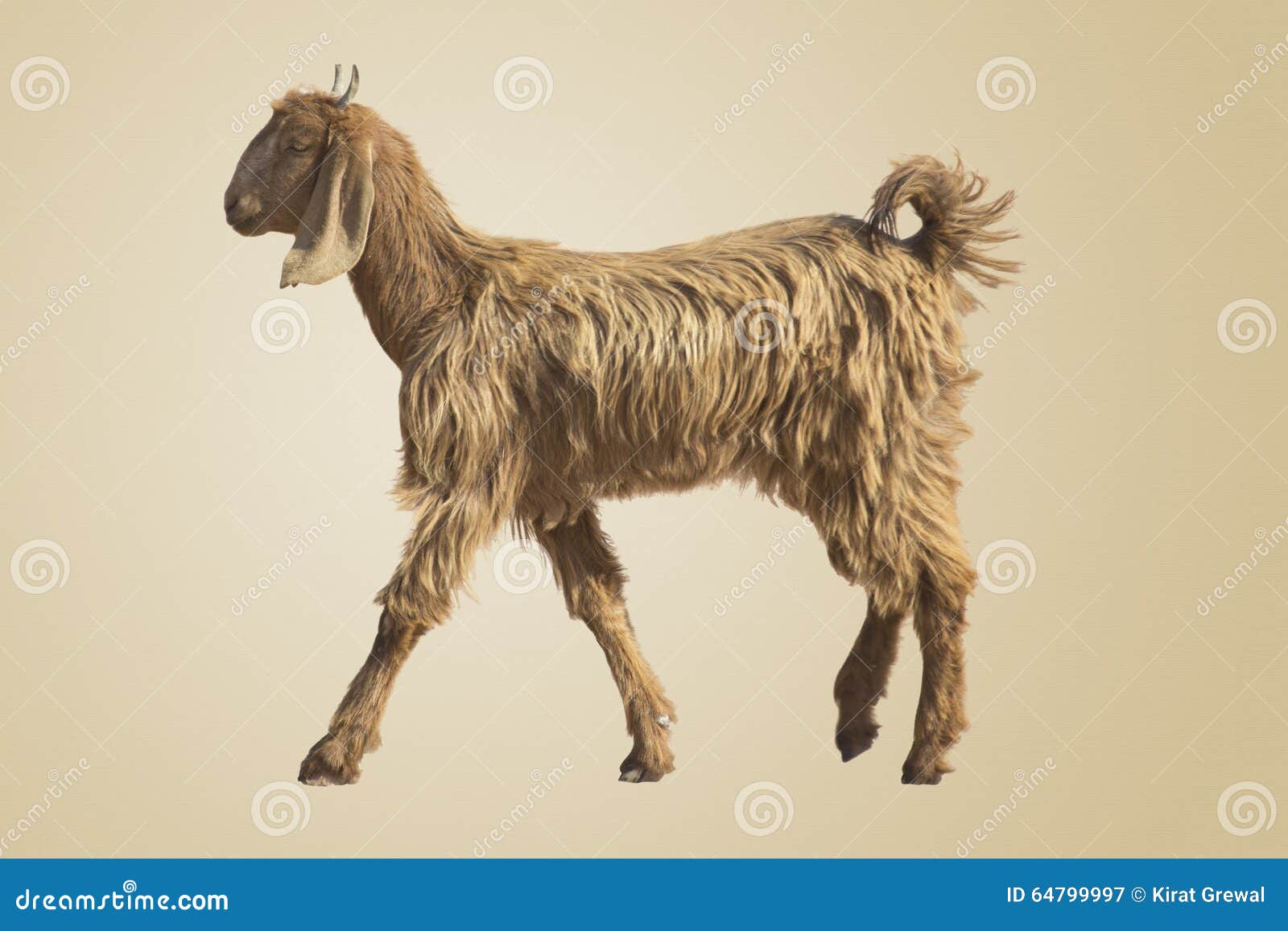 A Goat in Rajasthan Isolated Stock Image - Image of rajasthan, nature ...