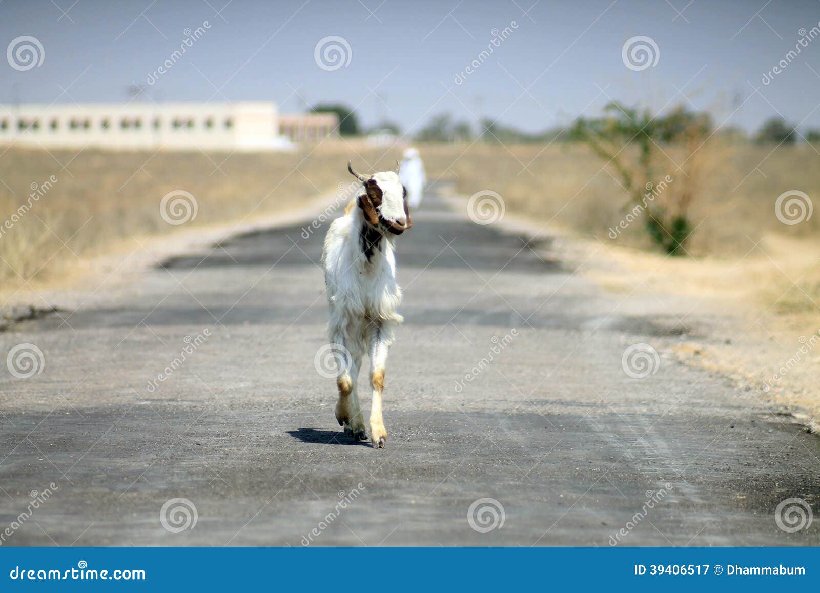 Goat in Rajasthan stock image. Image of nagaur, goat - 39406517