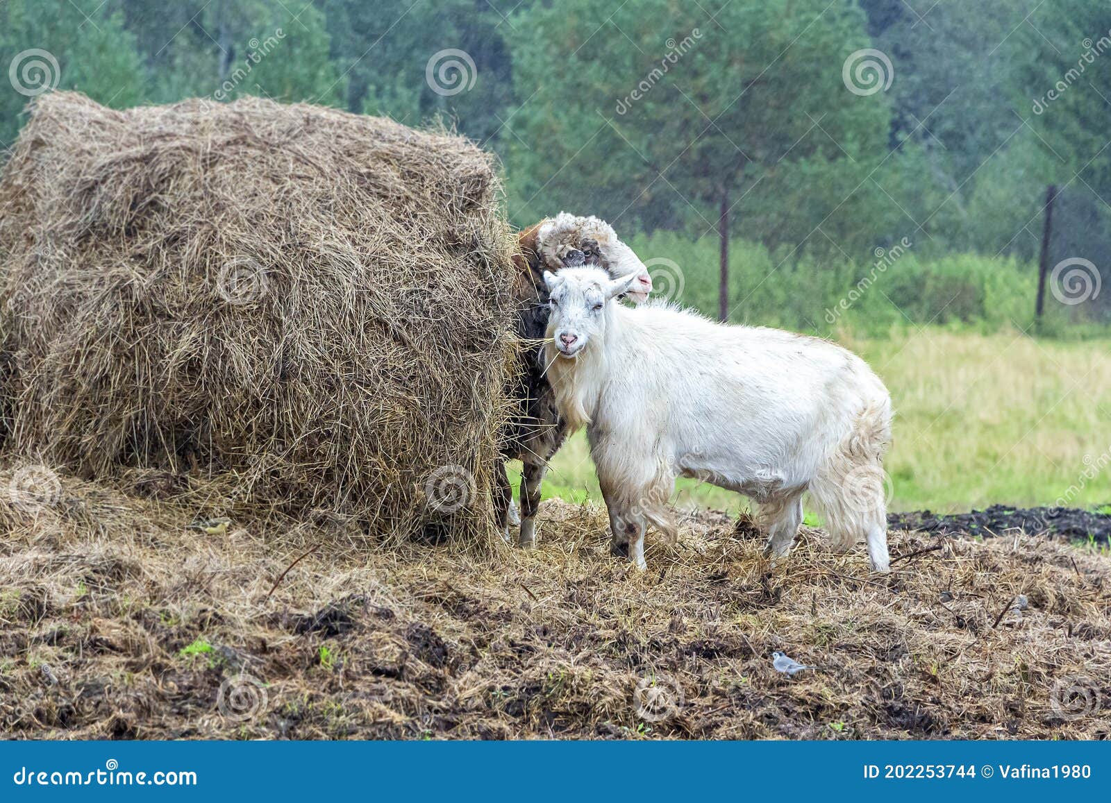 Goat and Ram Feed Near the Haystack Stock Photo - Image of wild ...