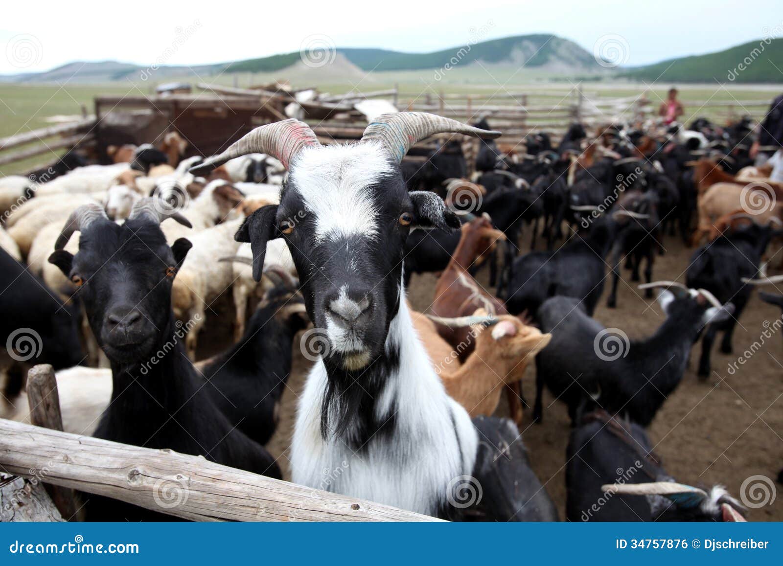 Goat ranch stock photo. Image of mongolia, goats, milk - 34757876
