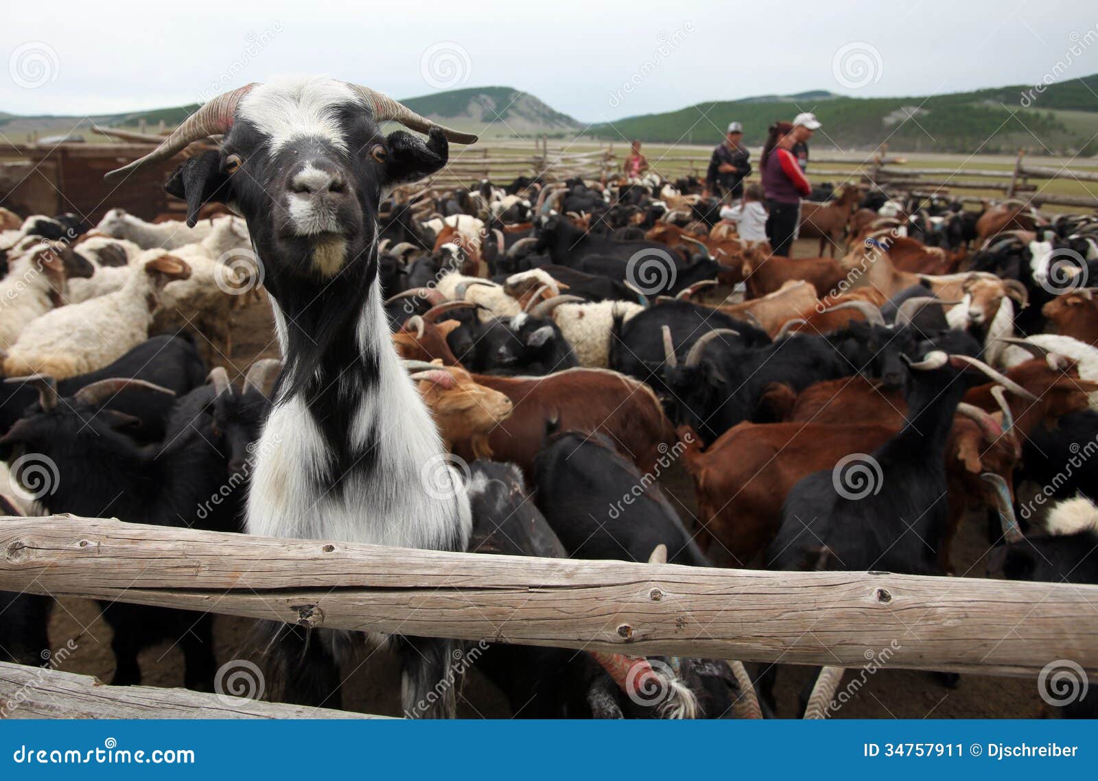 Goat ranch editorial photo. Image of dairy, cattle, sheep - 34757911
