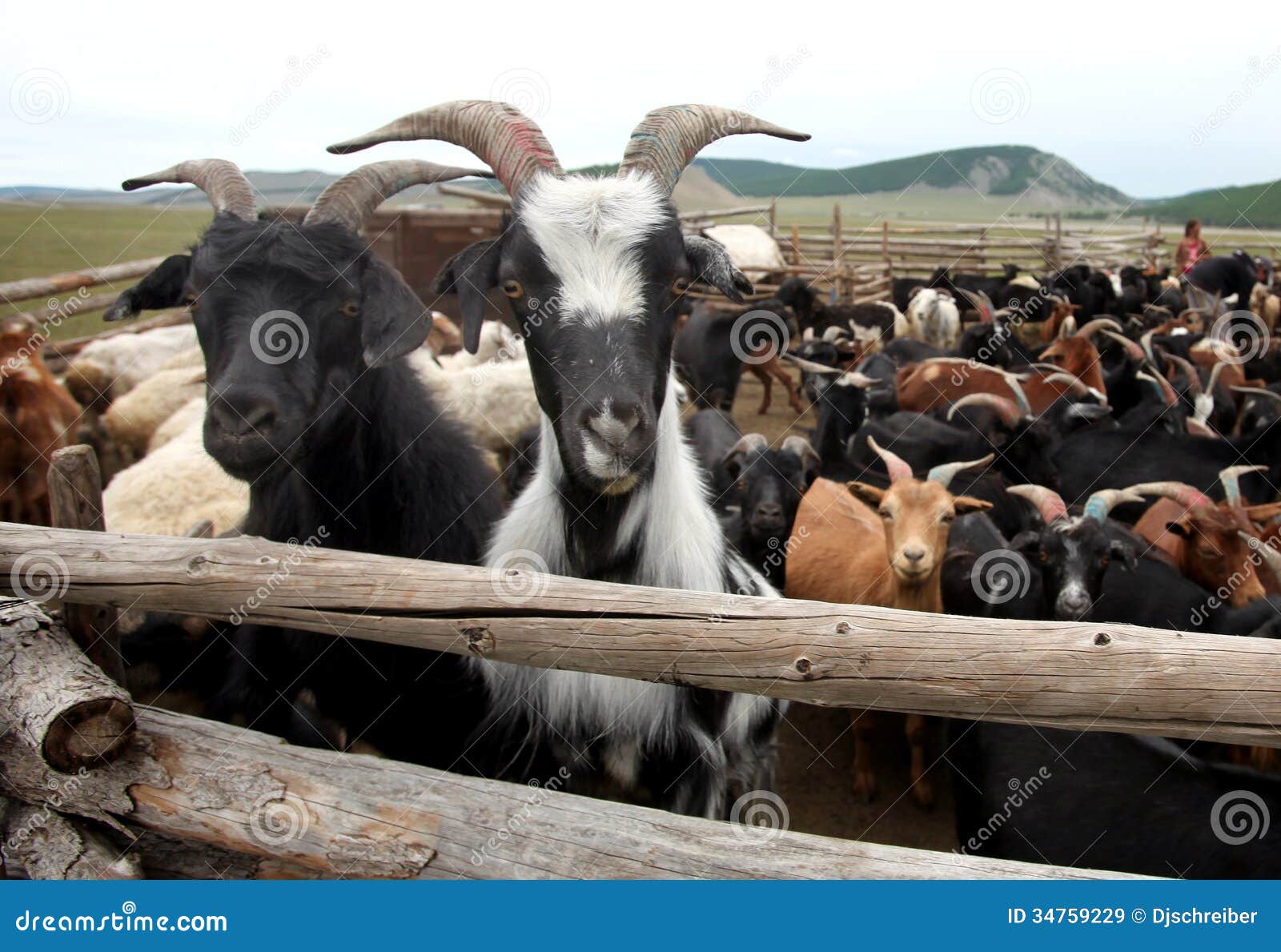 Goat ranch stock image. Image of meat, milk, ranch, horn - 34759229