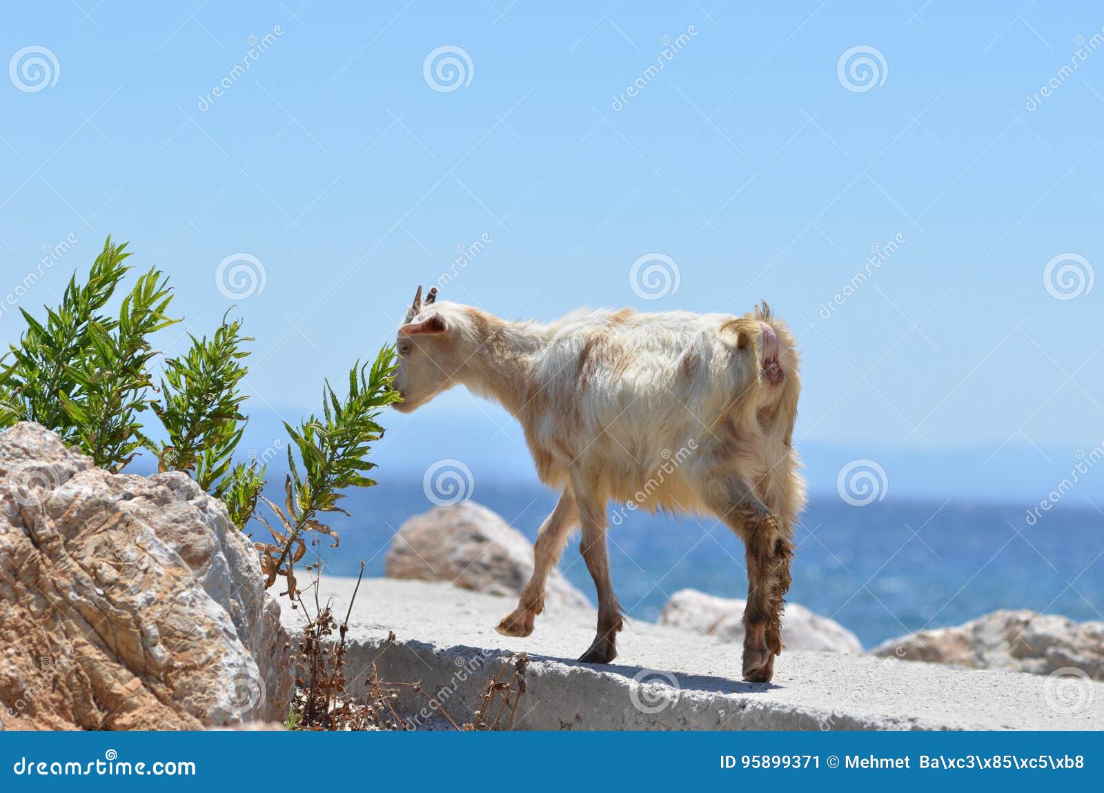 Goat Random Stock Photos - Free & Royalty-Free Stock Photos from Dreamstime