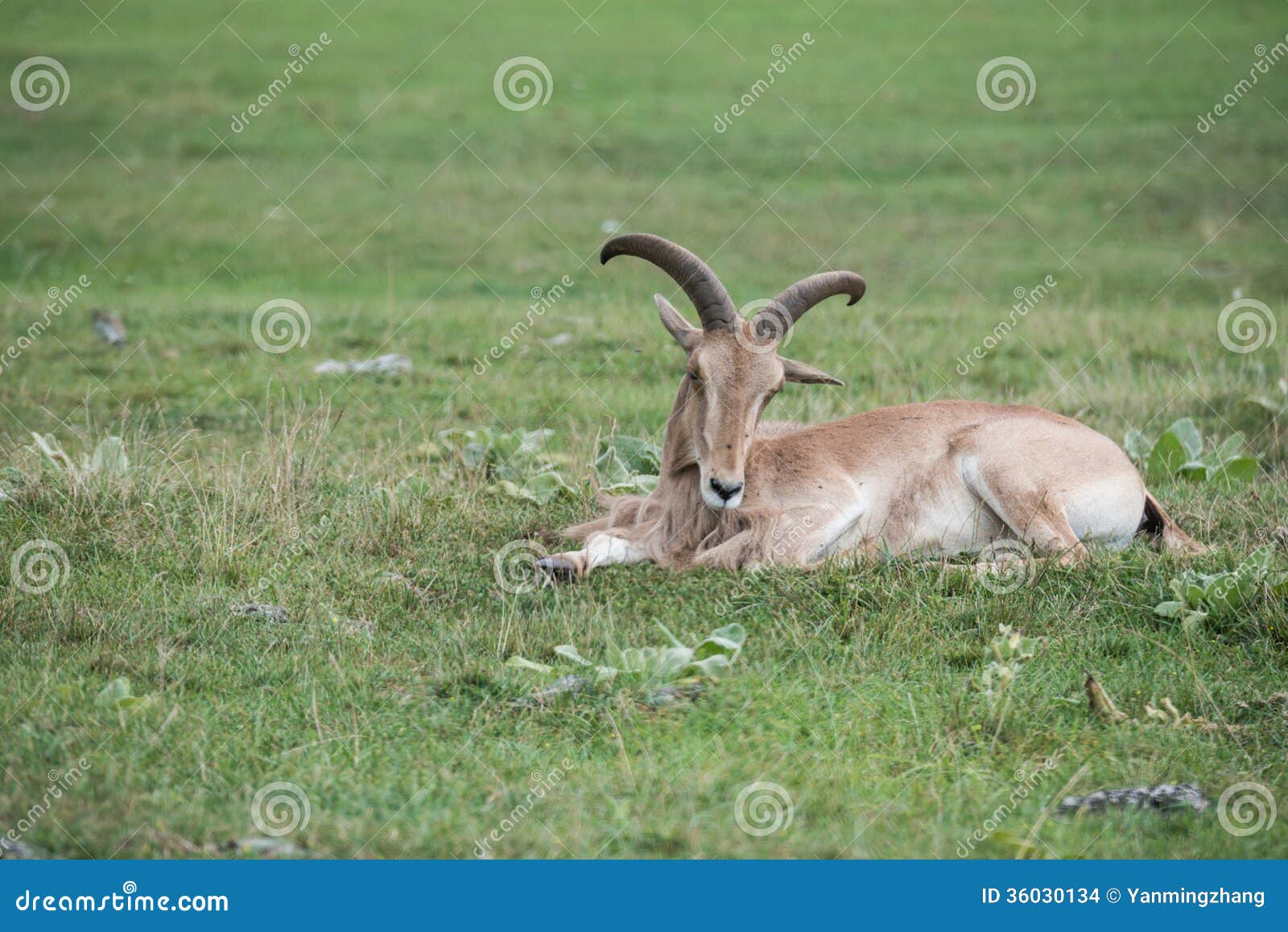 Goat reasting on a hill stock photo. Image of life, look - 36030134