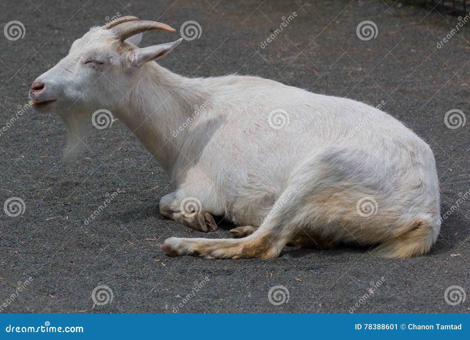 Goat Relax and Sleeping on Ground. Stock Image - Image of nature ...
