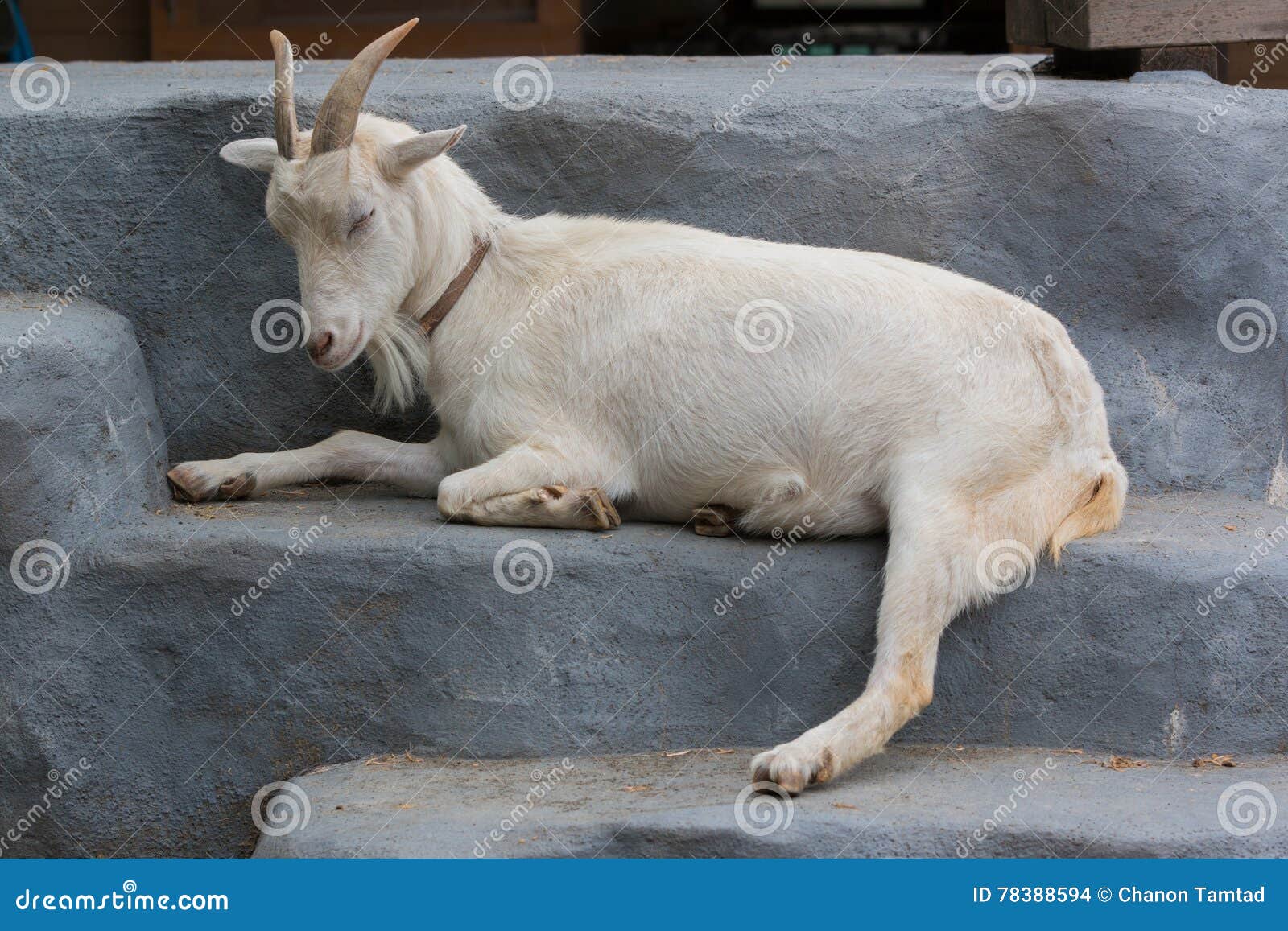 Goat Relax and Sleeping on Staircase. Stock Photo - Image of farm ...