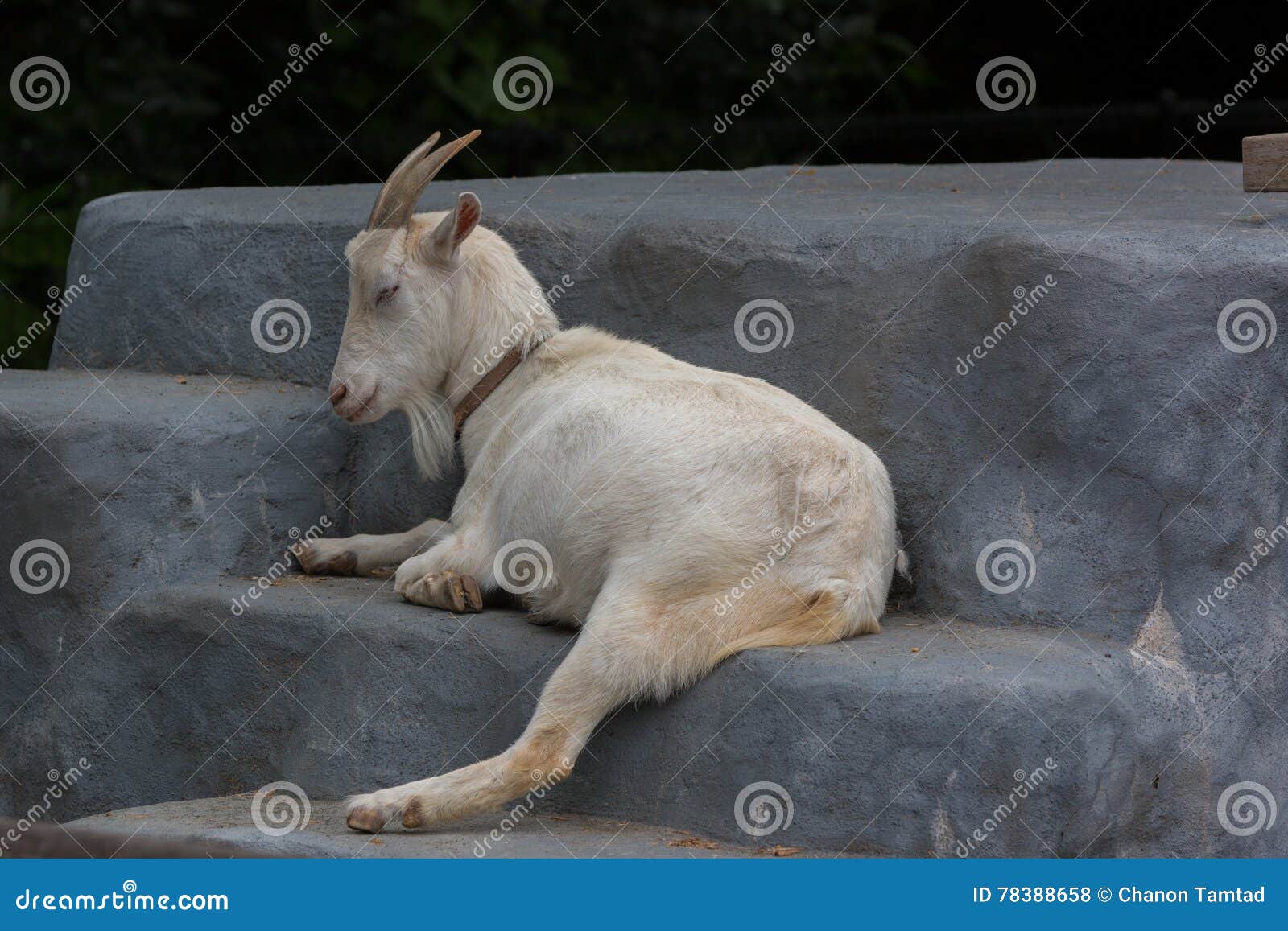 Goat Relax and Sleeping on Staircase. Stock Photo - Image of goat, herd ...