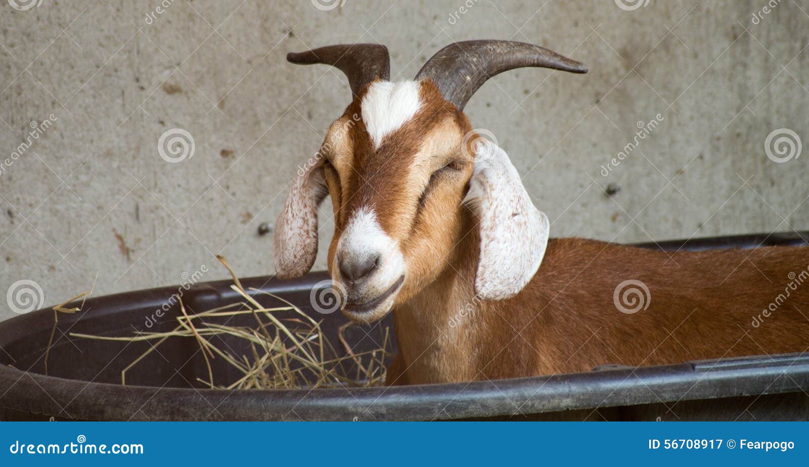 Goat Relaxes stock image. Image of petting, looks, goat - 56708917