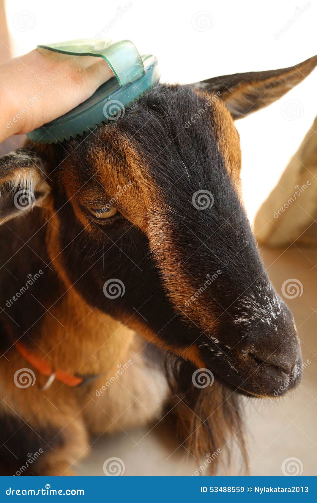 Goat stock image. Image of relaxed, smart, milk, laying - 53488559