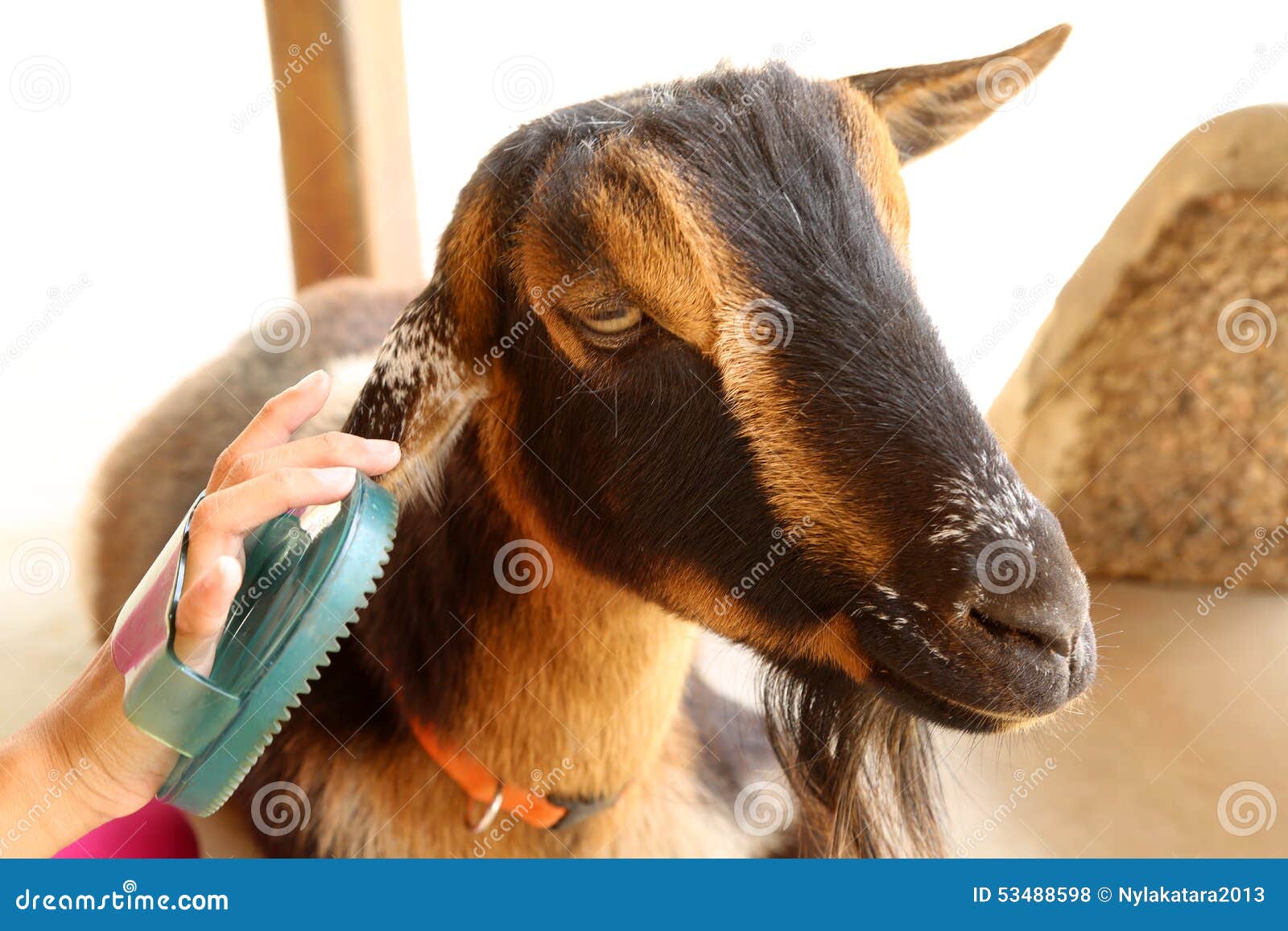 Goat stock photo. Image of coat, hair, chin, beard, domesticated - 53488598