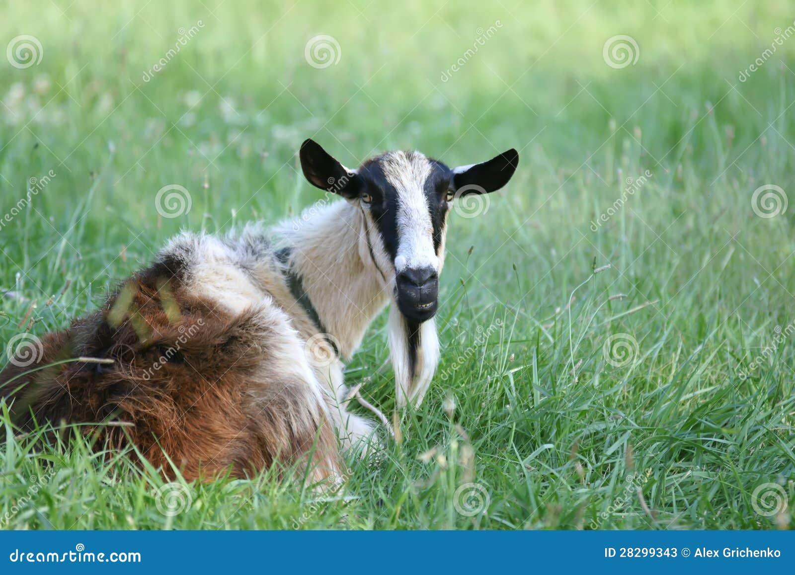 Goat relaxing on pasture stock image. Image of gray, pasture - 28299343