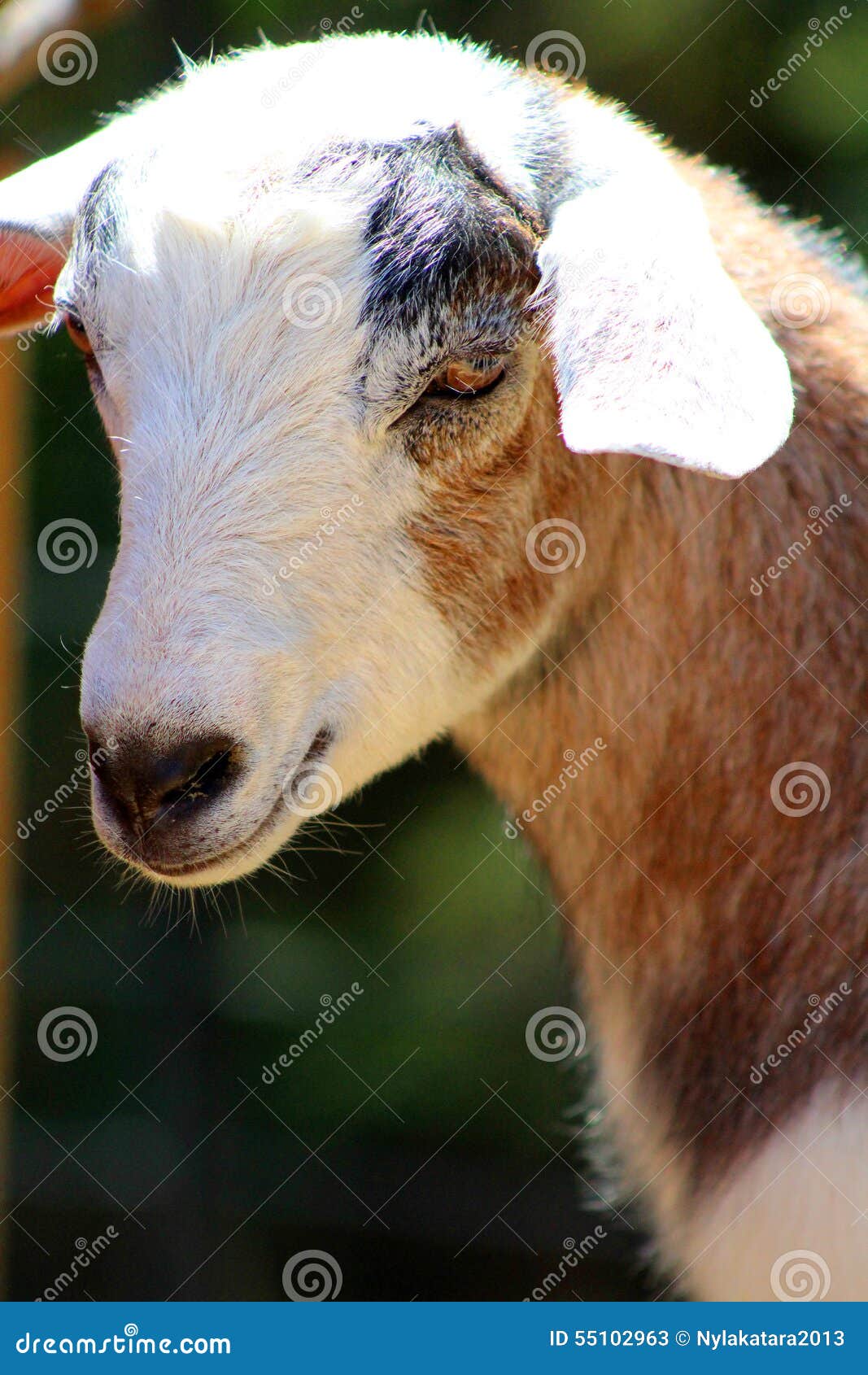 Goat stock image. Image of laying, comb, products, care - 55102963