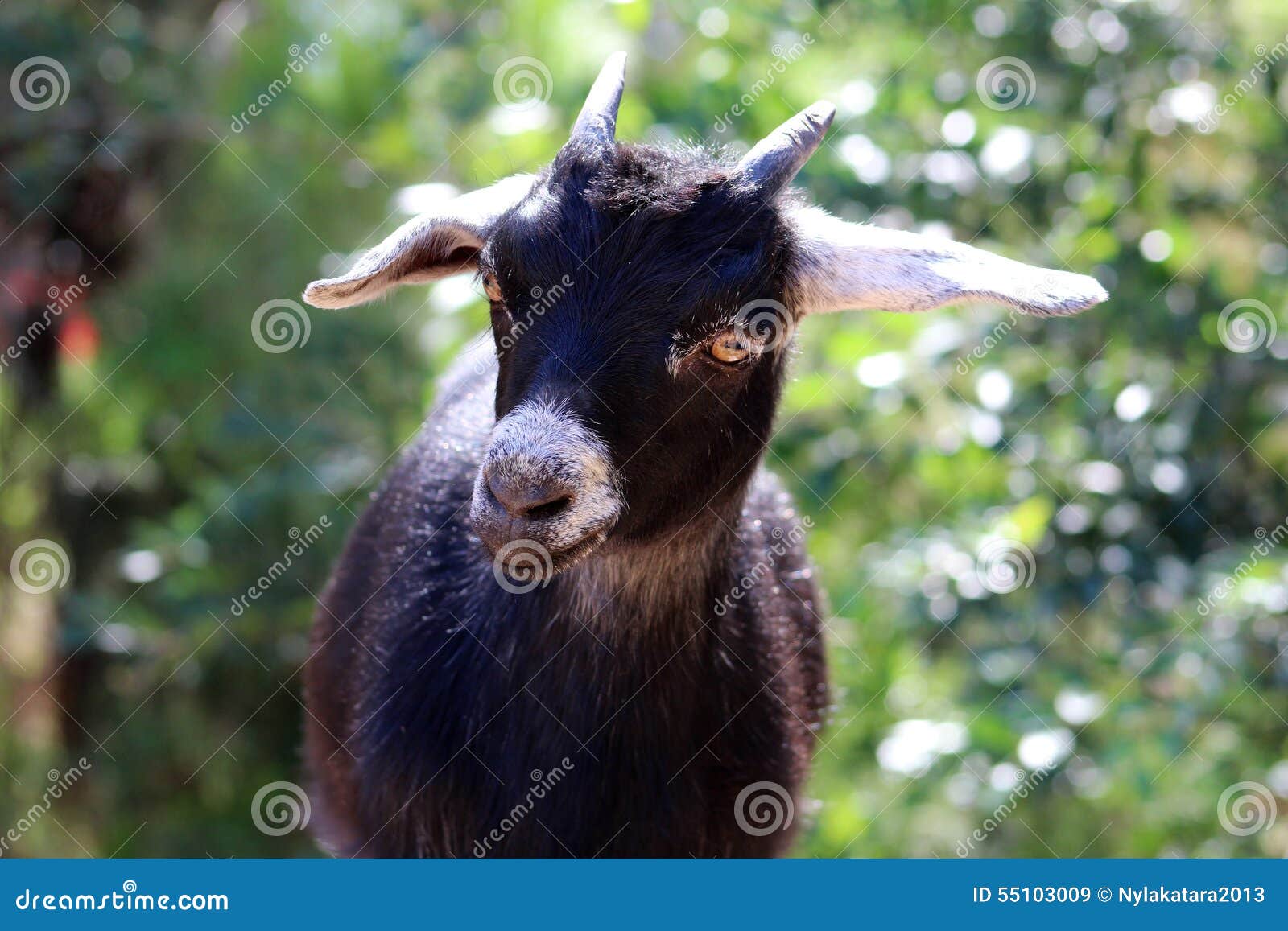 Goat stock image. Image of surroundings, dairy, herd - 55103009