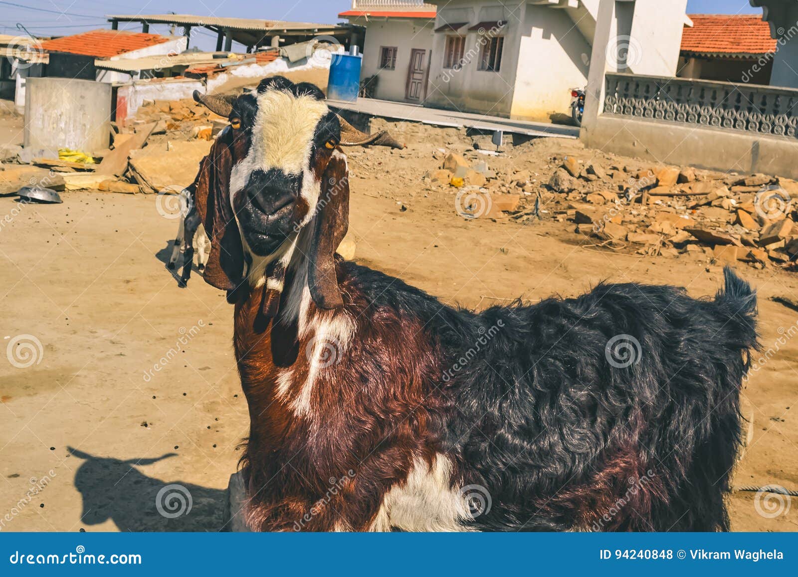 Goat Relaxing in the Sun stock photo. Image of nature - 94240848