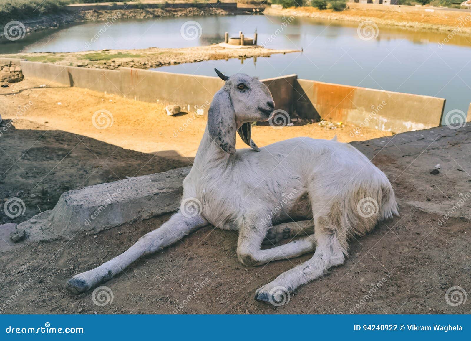 Goat Relaxing in the Sun stock photo. Image of hajipir - 94240922