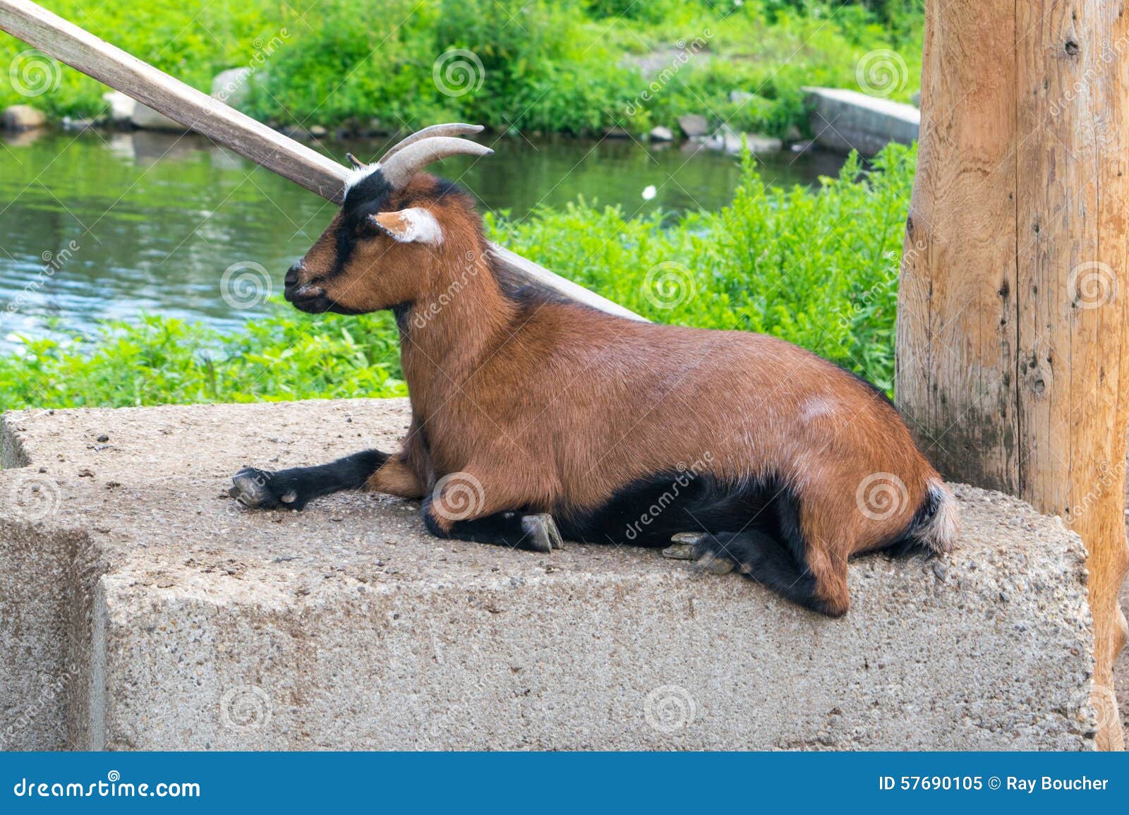 Goat relaxing stock image. Image of relaxing, grassy - 57690105