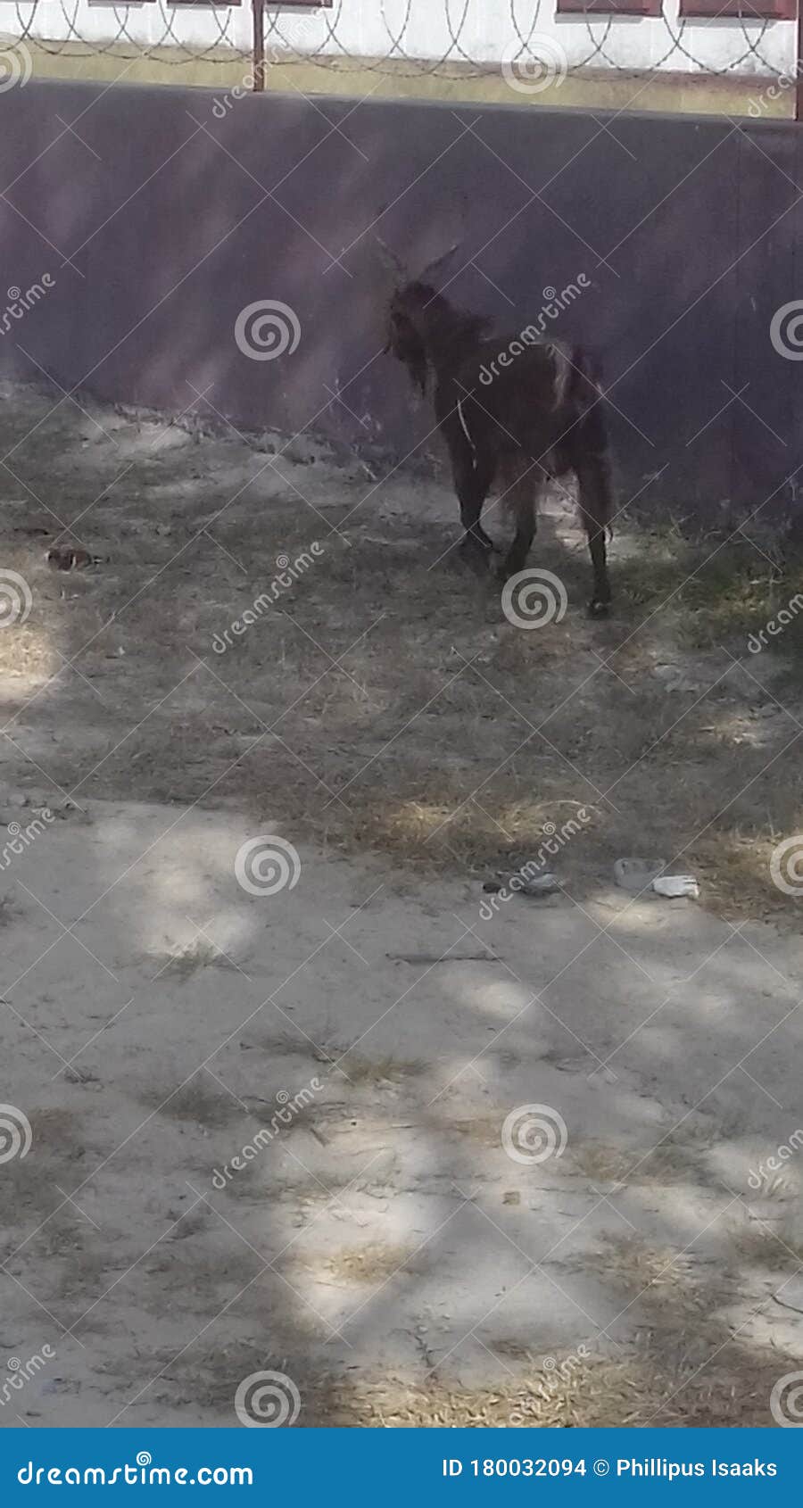 Goat shadow walk stock photo. Image of formation, blue - 180032094