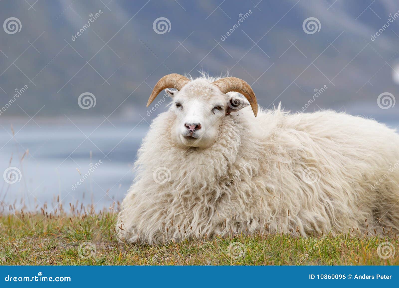 Goat resting stock photo. Image of resting, animal, white - 10860096