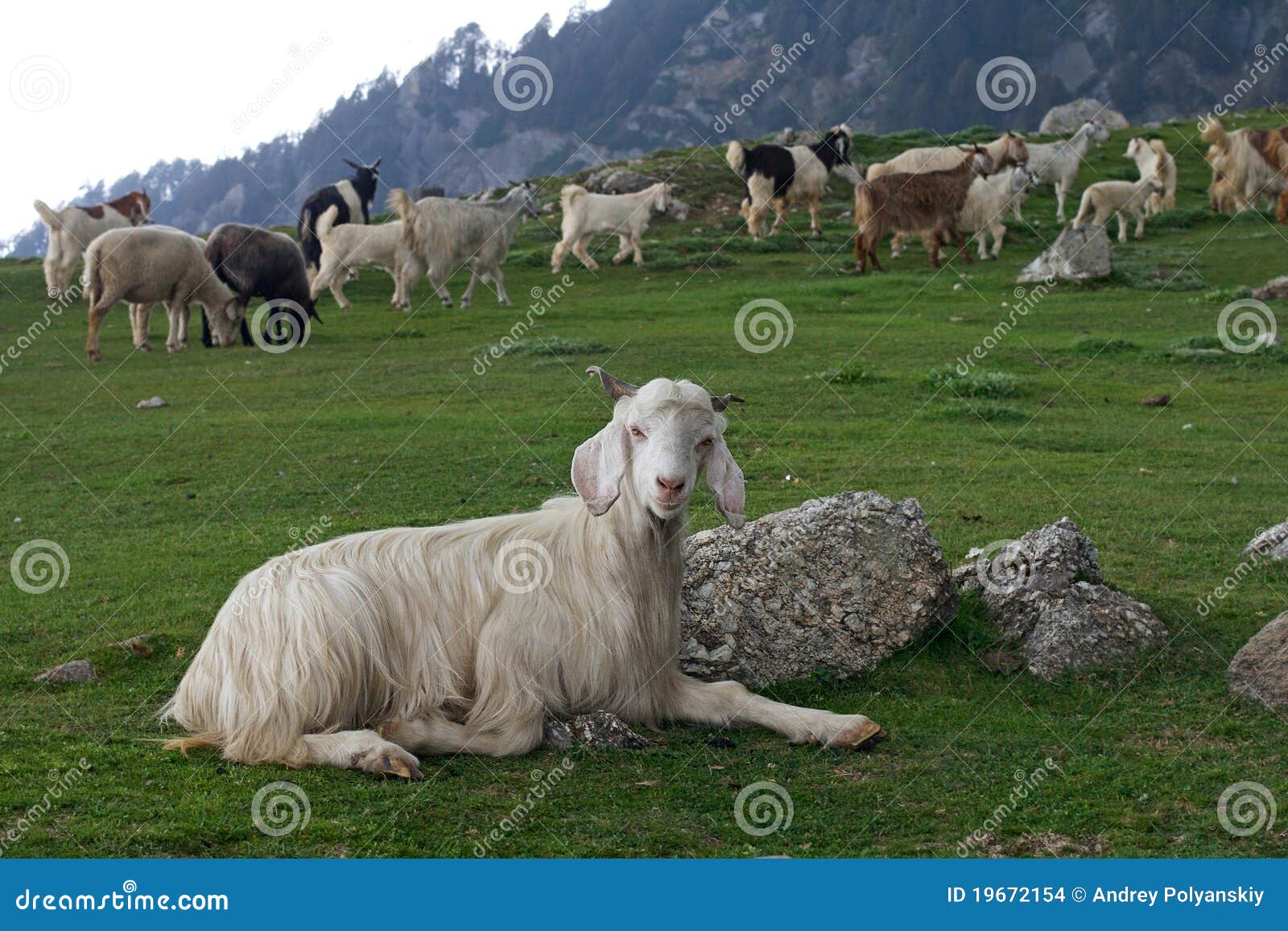 Goat resting stock photo. Image of pasture, farm, mcleod - 19672154