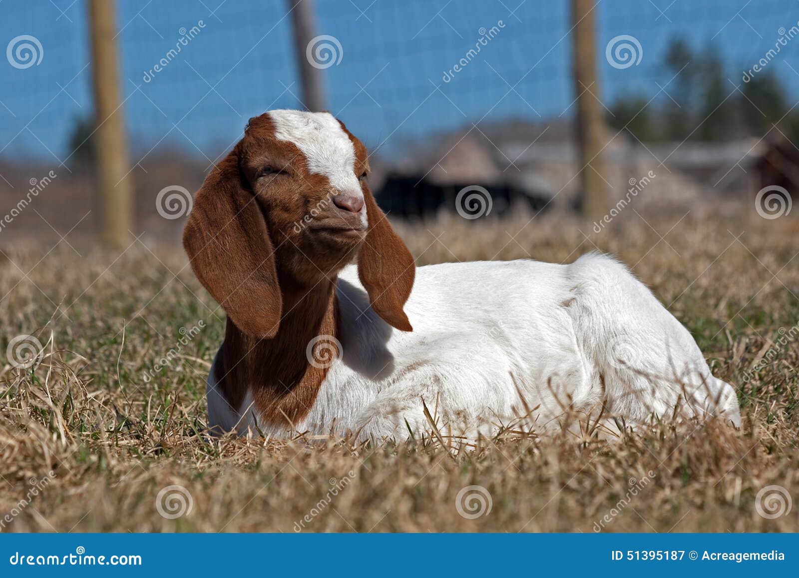 Goat Resting stock image. Image of food, grass, young - 51395187