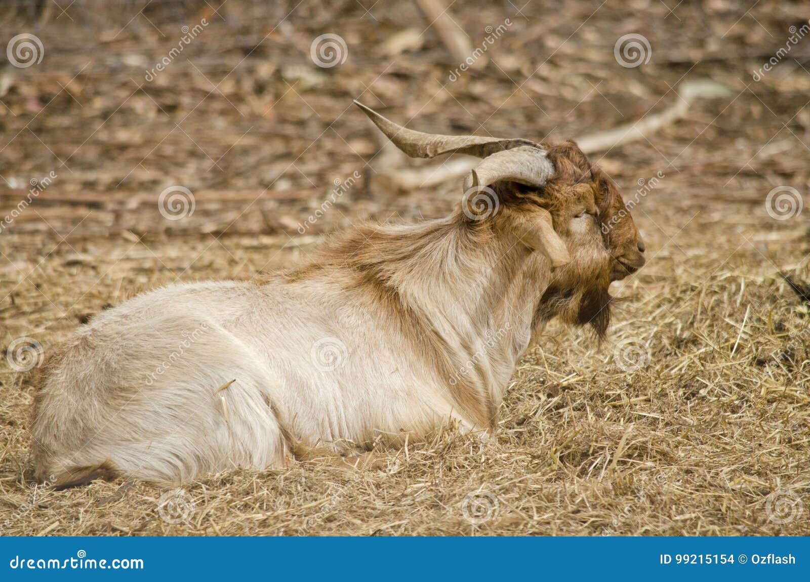 Goat stock photo. Image of australia, brown, goats, resting - 99215154